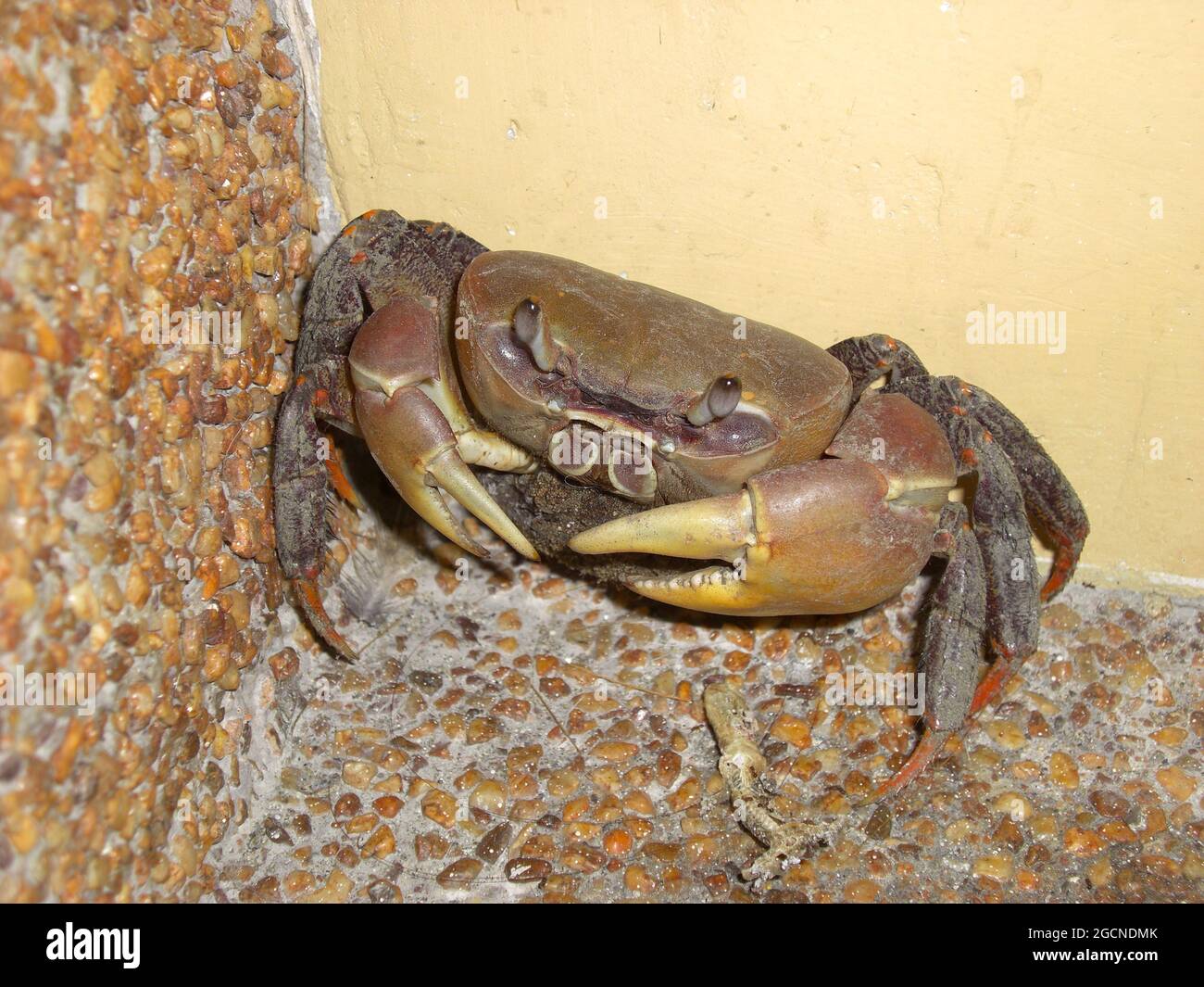 Crab arms hi-res stock photography and images - Alamy
