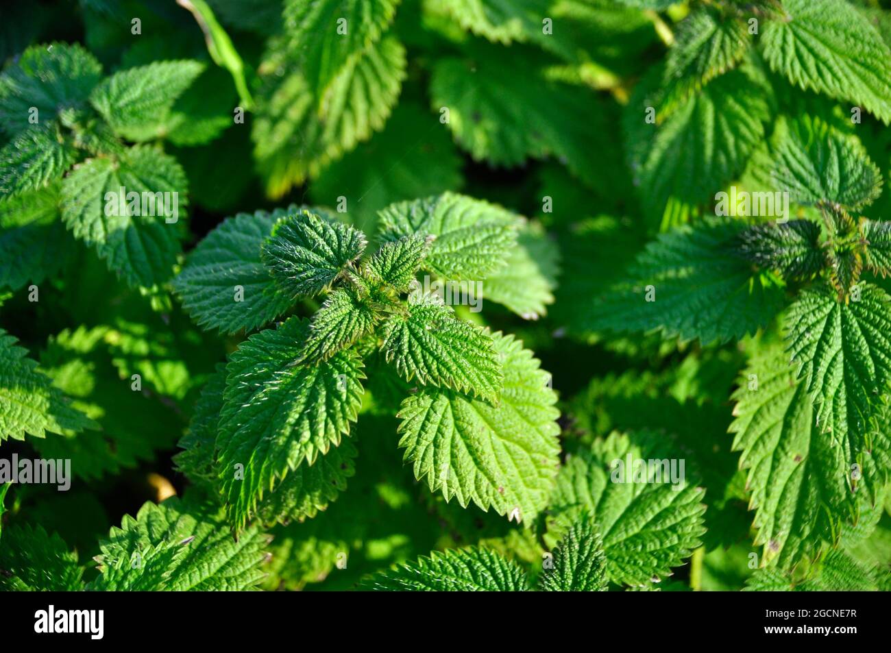 Nettle closeup hi-res stock photography and images - Alamy