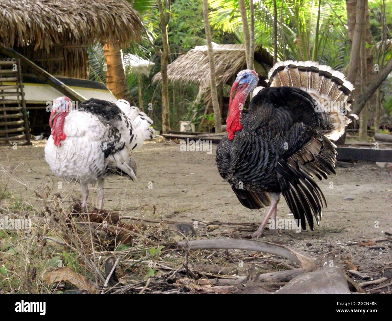 Two turkeys together on a field at the Philippines 22.2.2017 Stock ...
