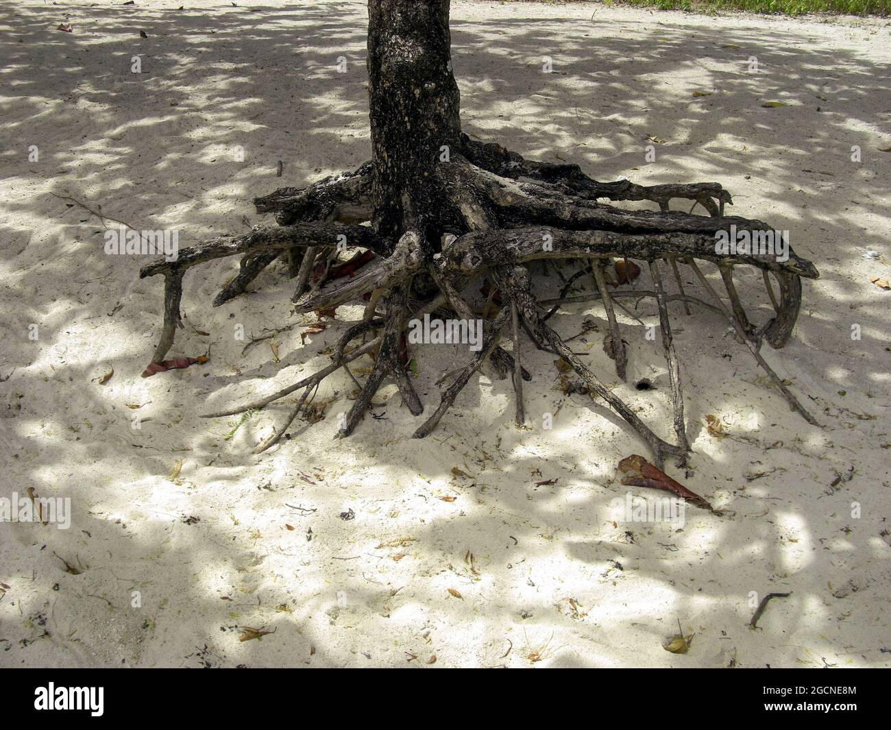 Roots in the sand at the bay of Mansaly on the Philippines 24.2.2017 ...