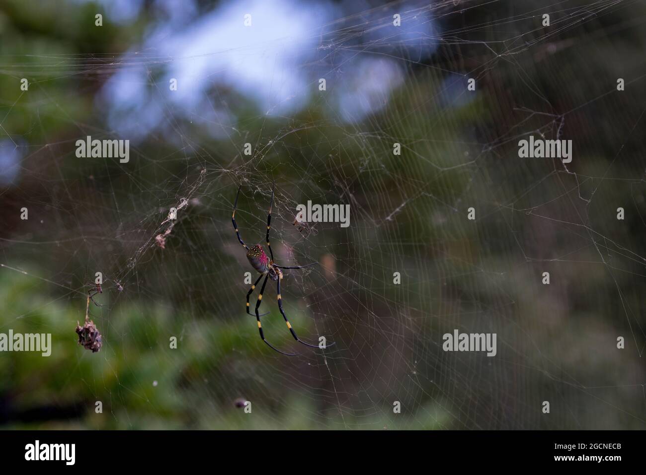 Joro spider, Trichonephila clavata Stock Photo - Alamy Joro spider, Trichonephila clavata Stock Photo - Alamy
