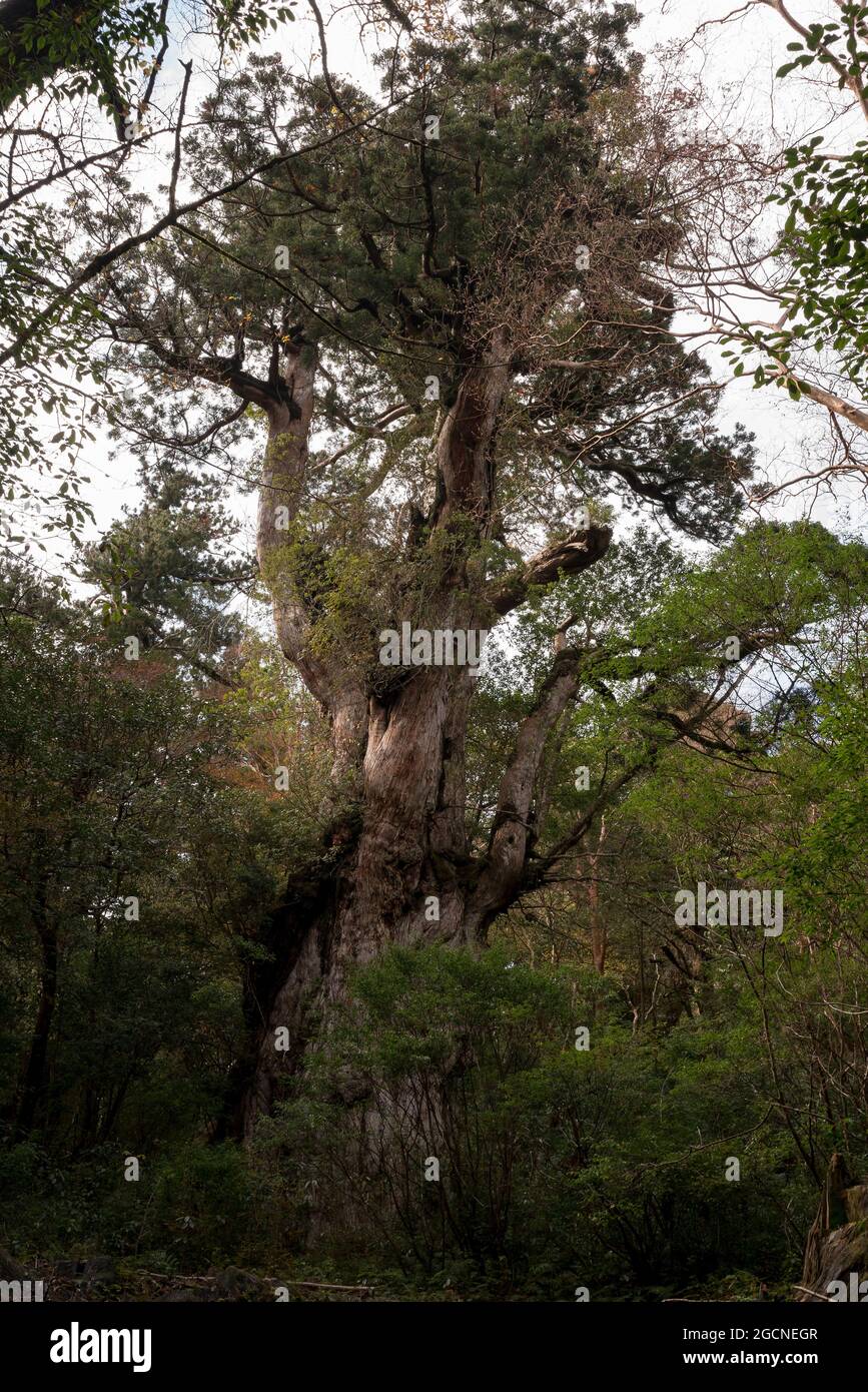 Jomon sugi hi-res stock photography and images - Alamy