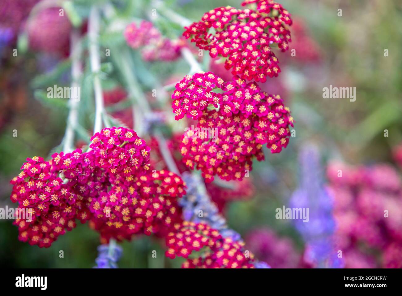 Yarrow flowers in a garden in Berkeley, California Stock Photo - Alamy