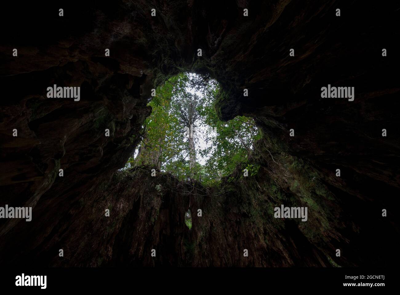 Henry wilson tree hi-res stock photography and images - Alamy