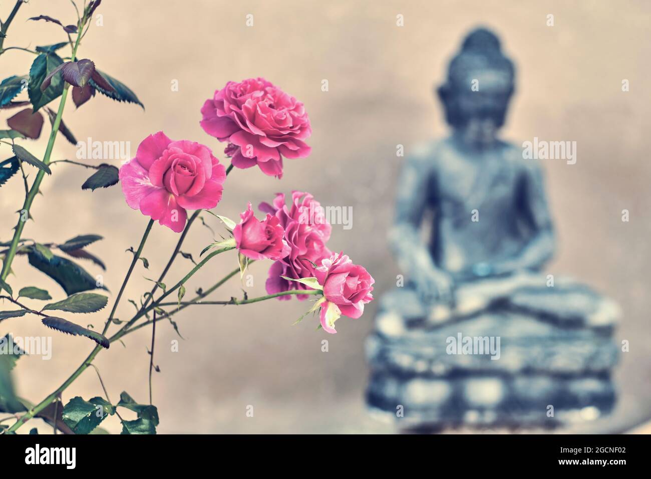 Buddha stony statue and rose flowers in a garden. Navarre, Spain Stock ...