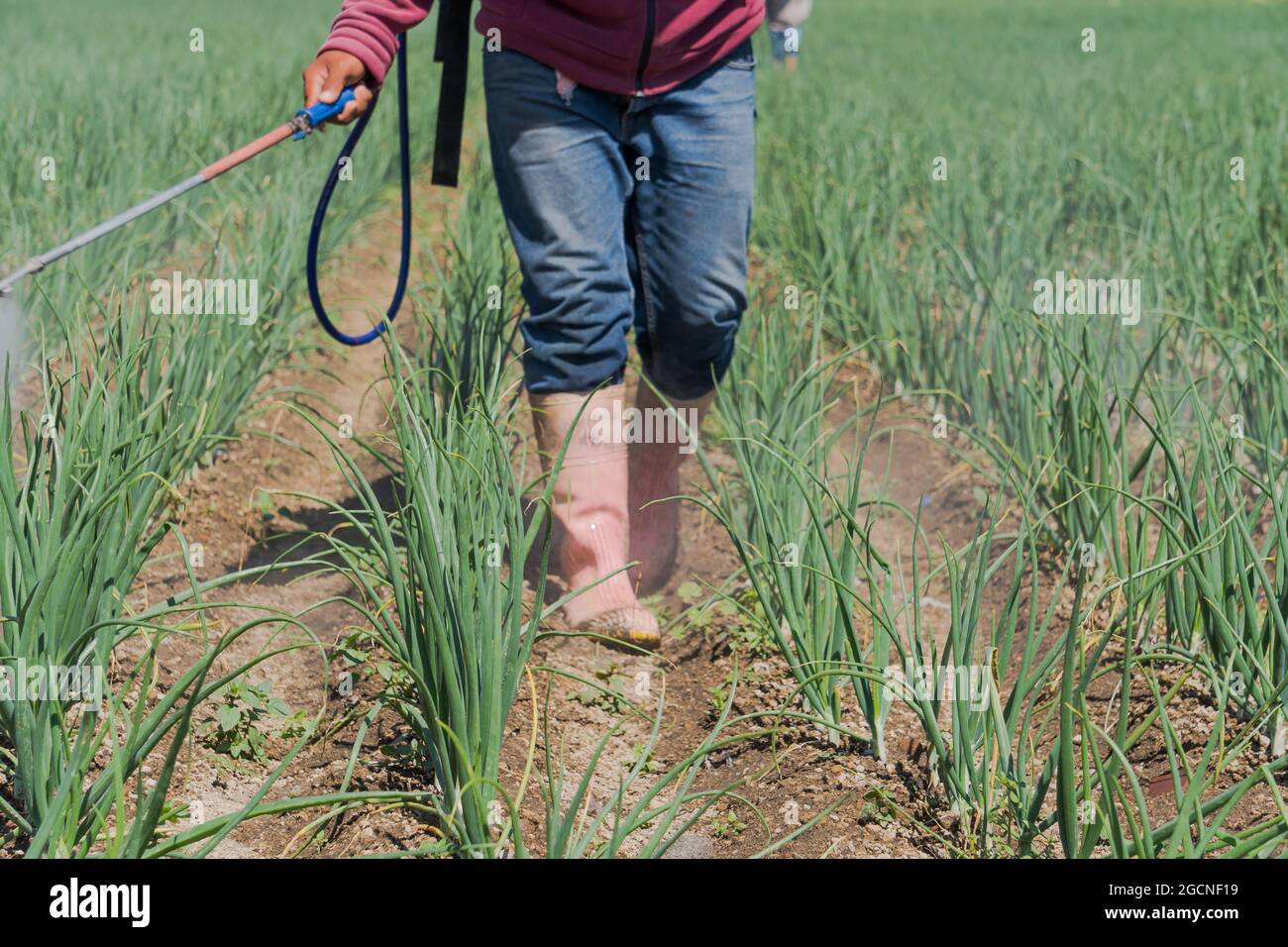 Farmer spraying fertilizers in an onion field Stock Photo - Alamy