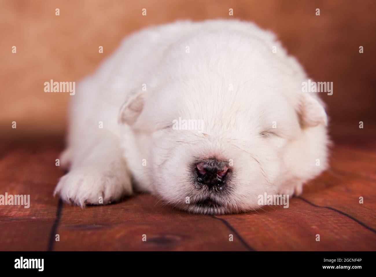 White small Samoyed puppy dog on brown background Stock Photo - Alamy