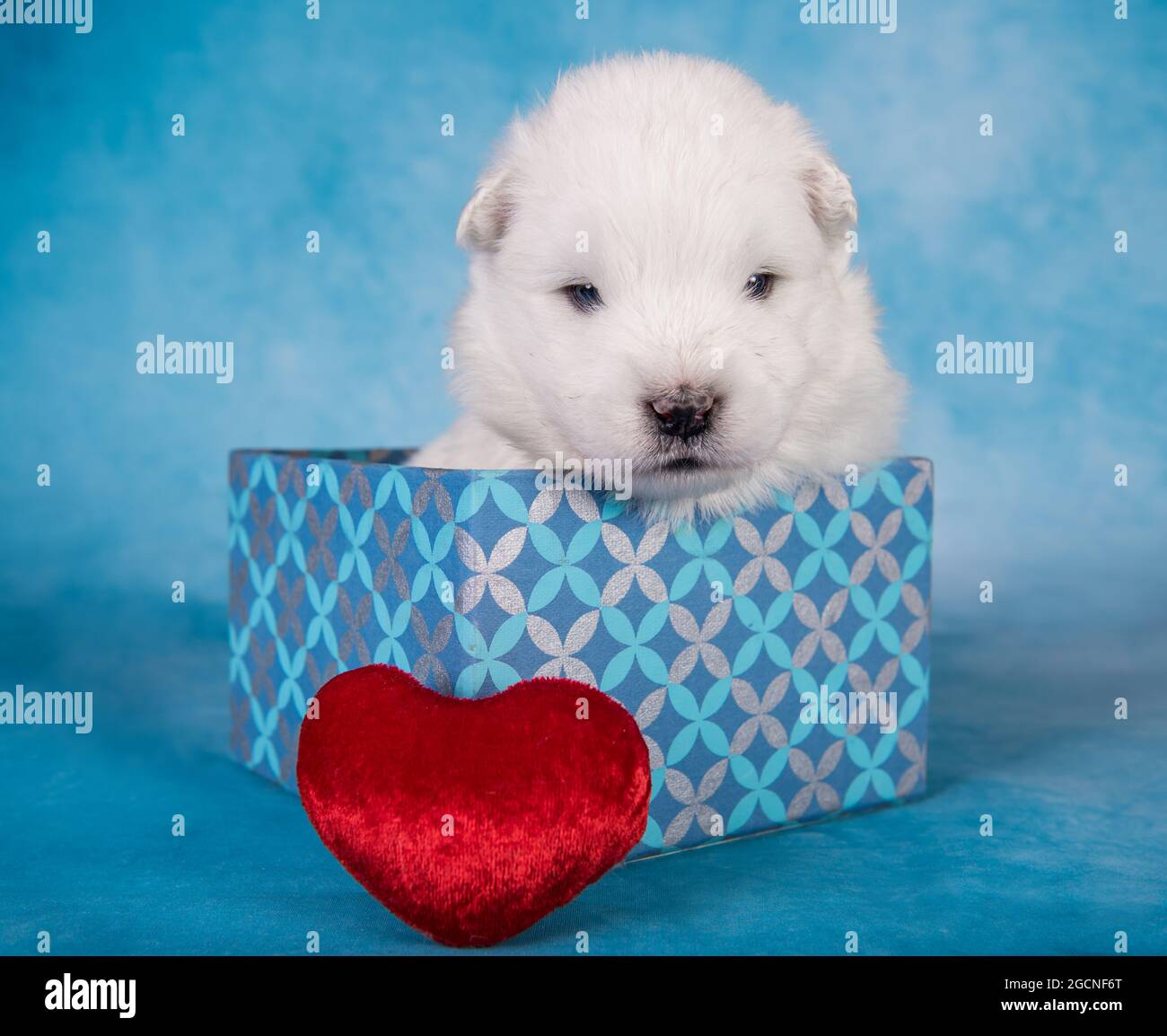 White fluffy small Samoyed puppy dog in a gift box Stock Photo - Alamy