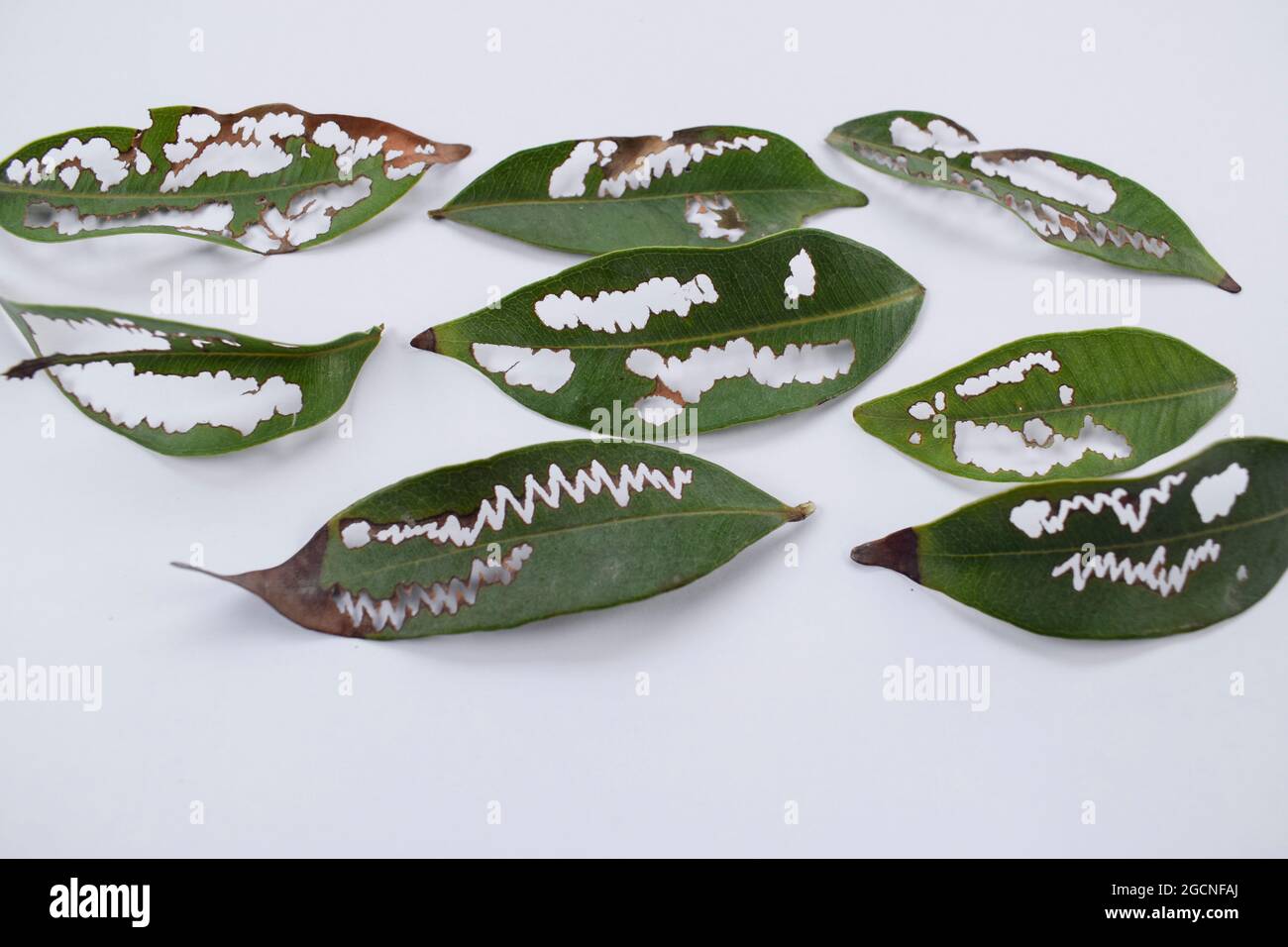 Bug eaten leaf hi-res stock photography and images - Alamy