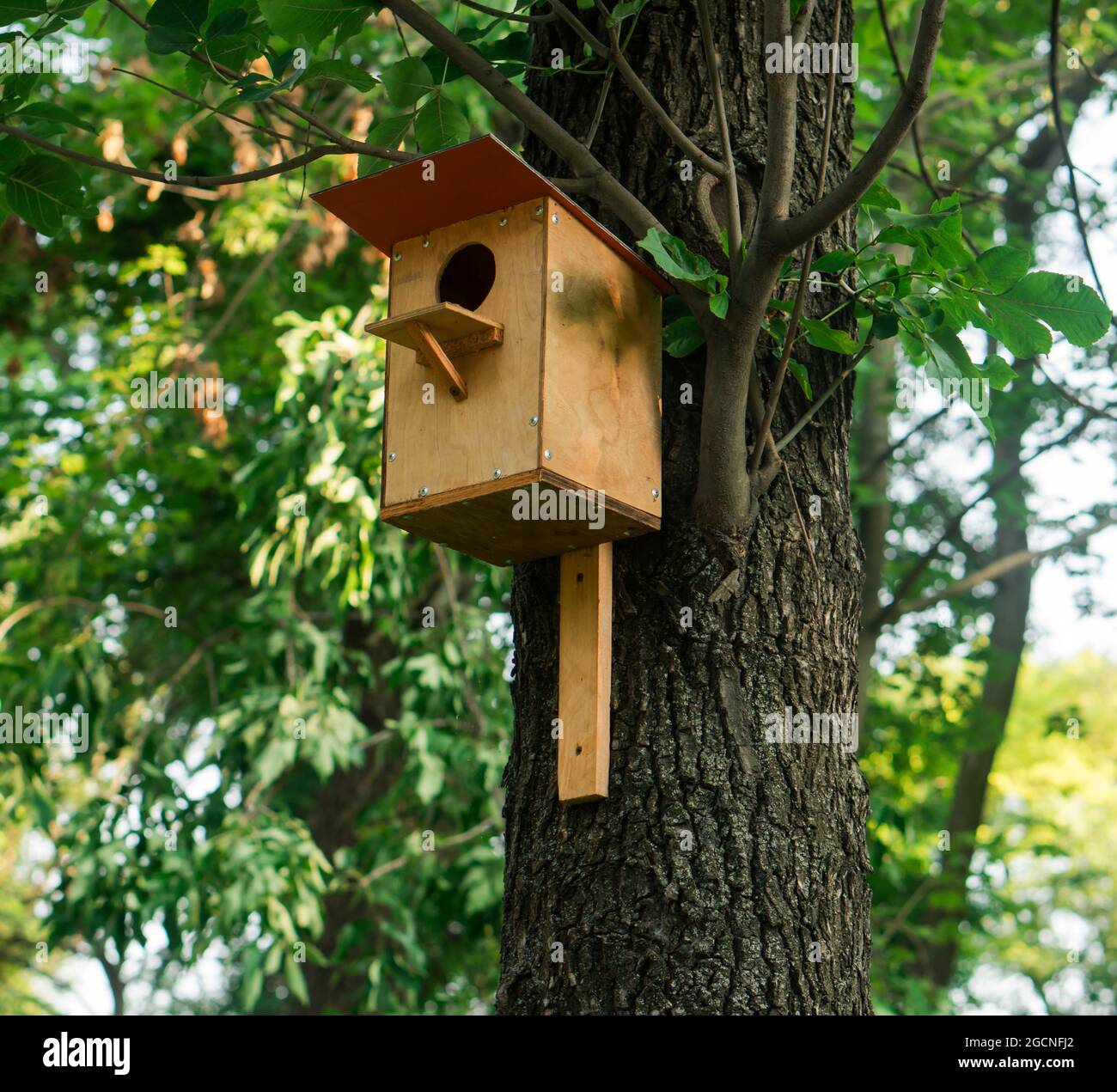 Birdhouse on a tree, in the warm season, in the forest Stock Photo - Alamy