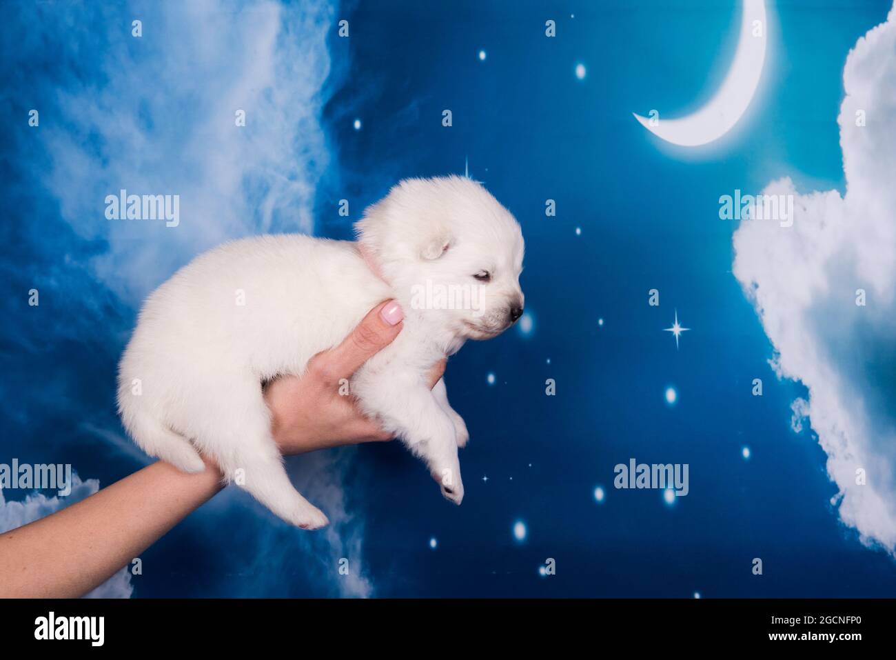 White fluffy small Samoyed puppy dog on hands Stock Photo - Alamy