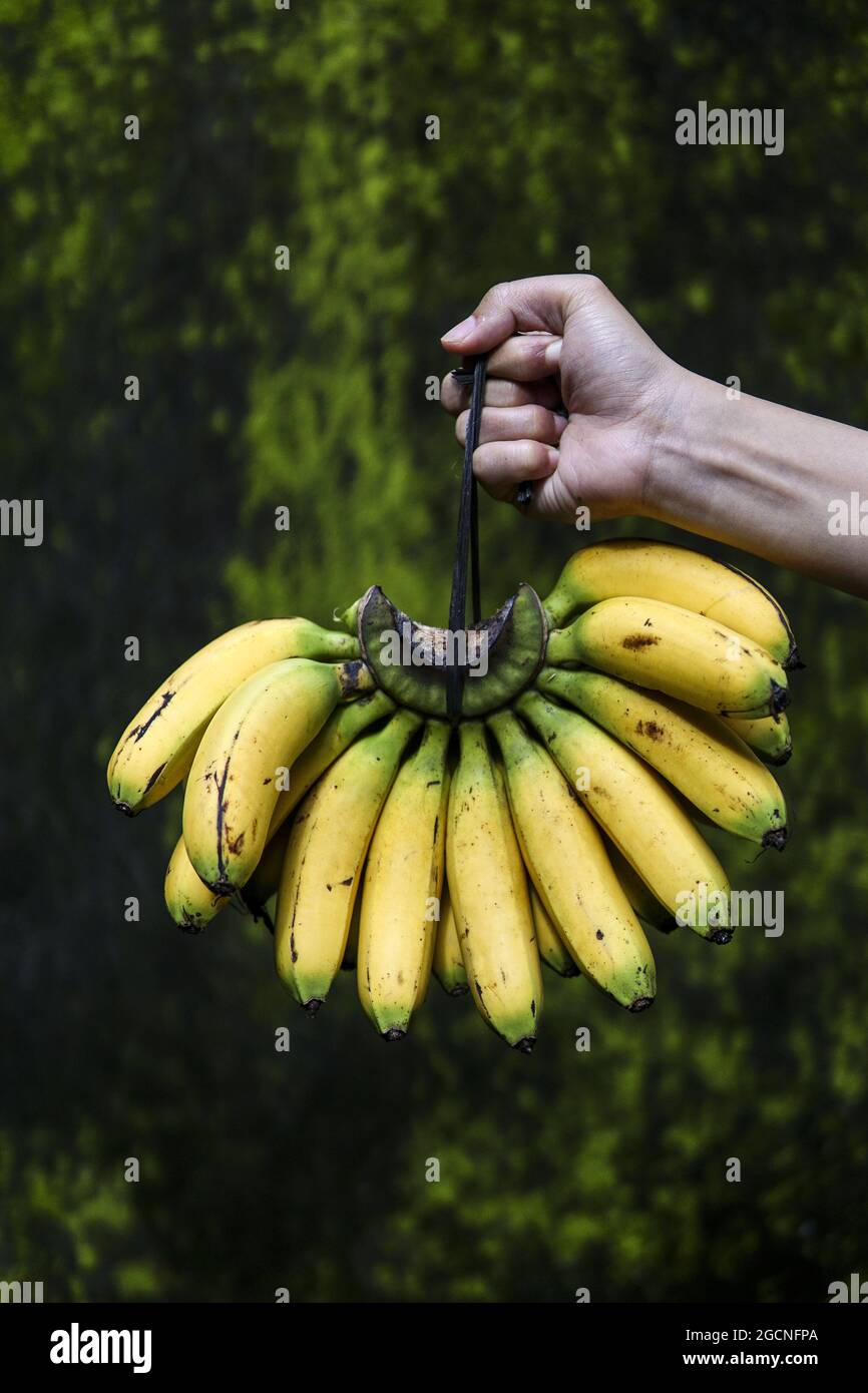 Hand holding a bunch of bananas Stock Photo - Alamy