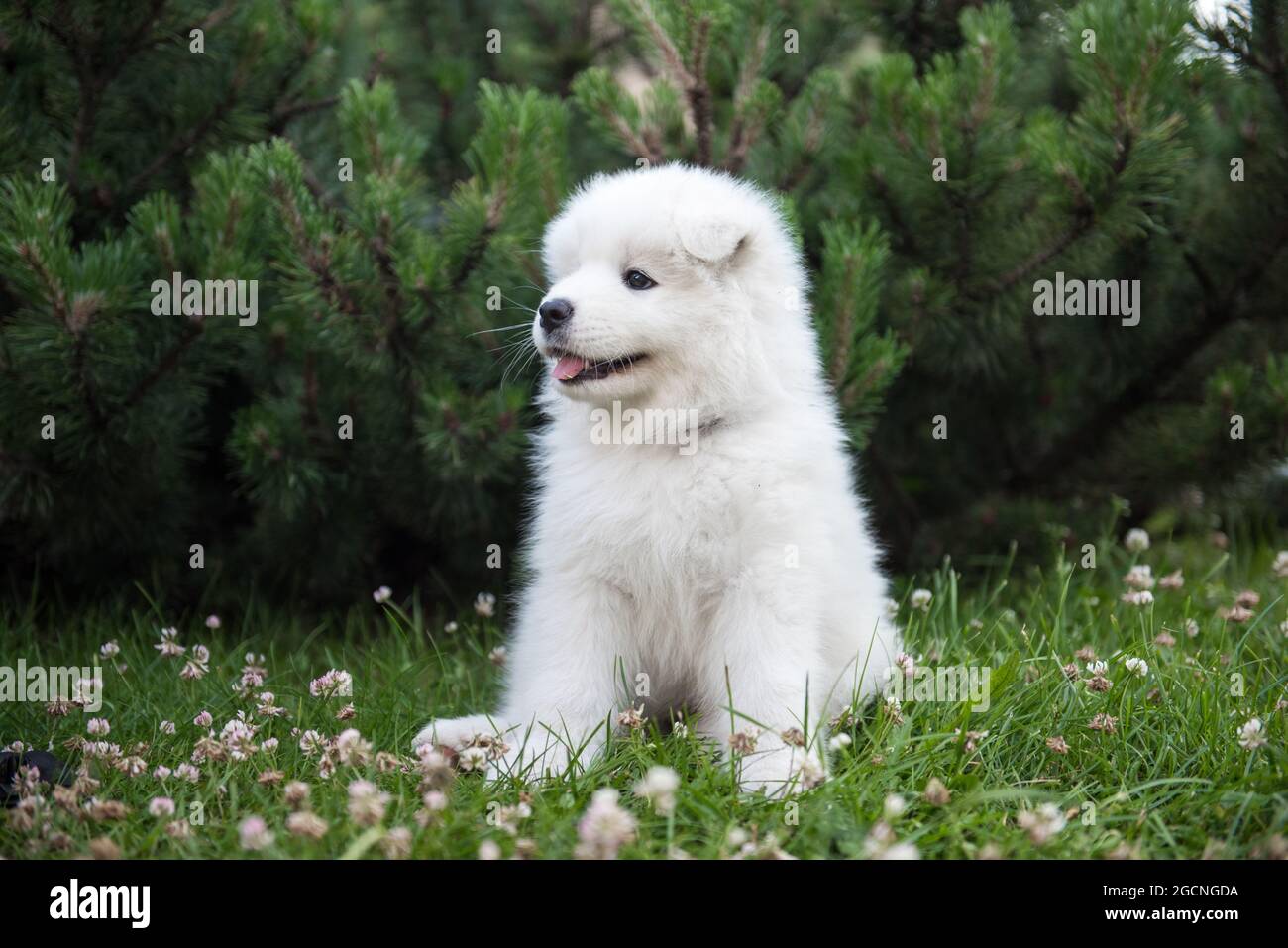 Funny Samoyed puppy on the green grass Stock Photo - Alamy
