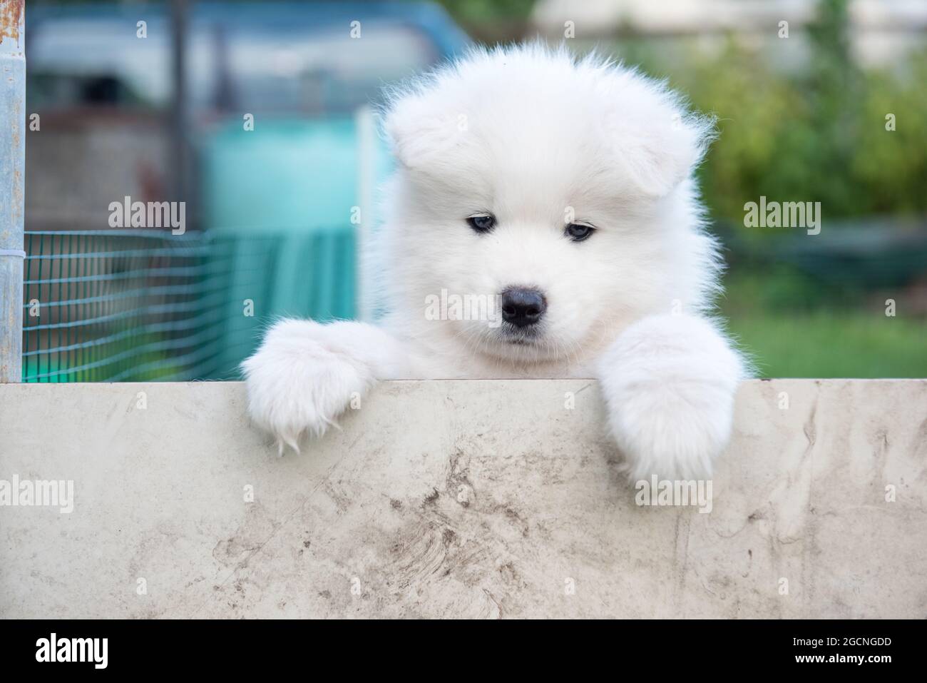 White fluffy Samoyed puppy peeking out from the fence Stock Photo - Alamy