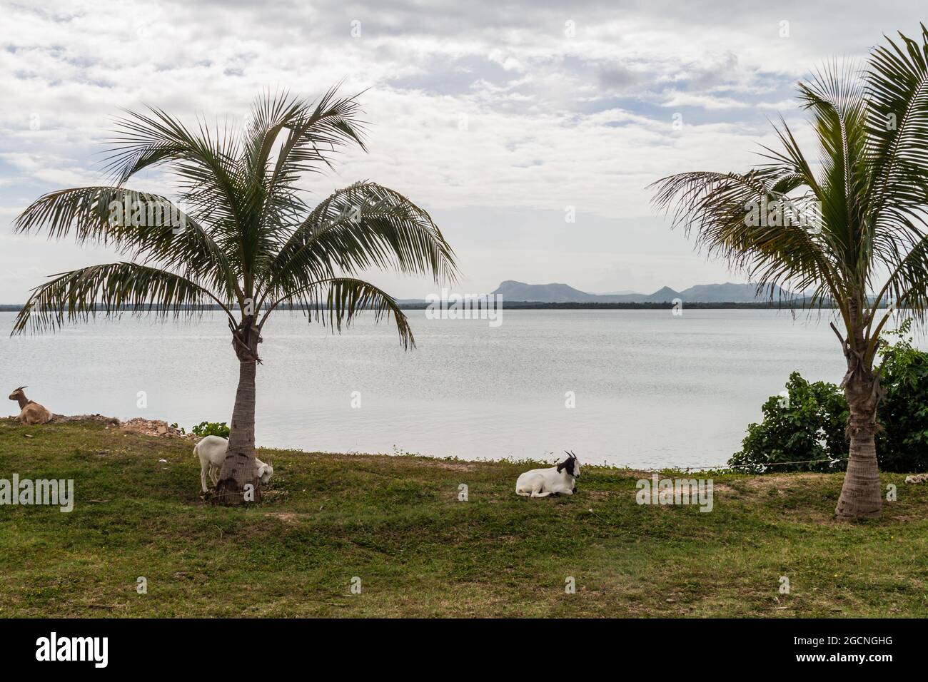 Goats at the sea coast in Gibara village, Cuba Stock Photo - Alamy