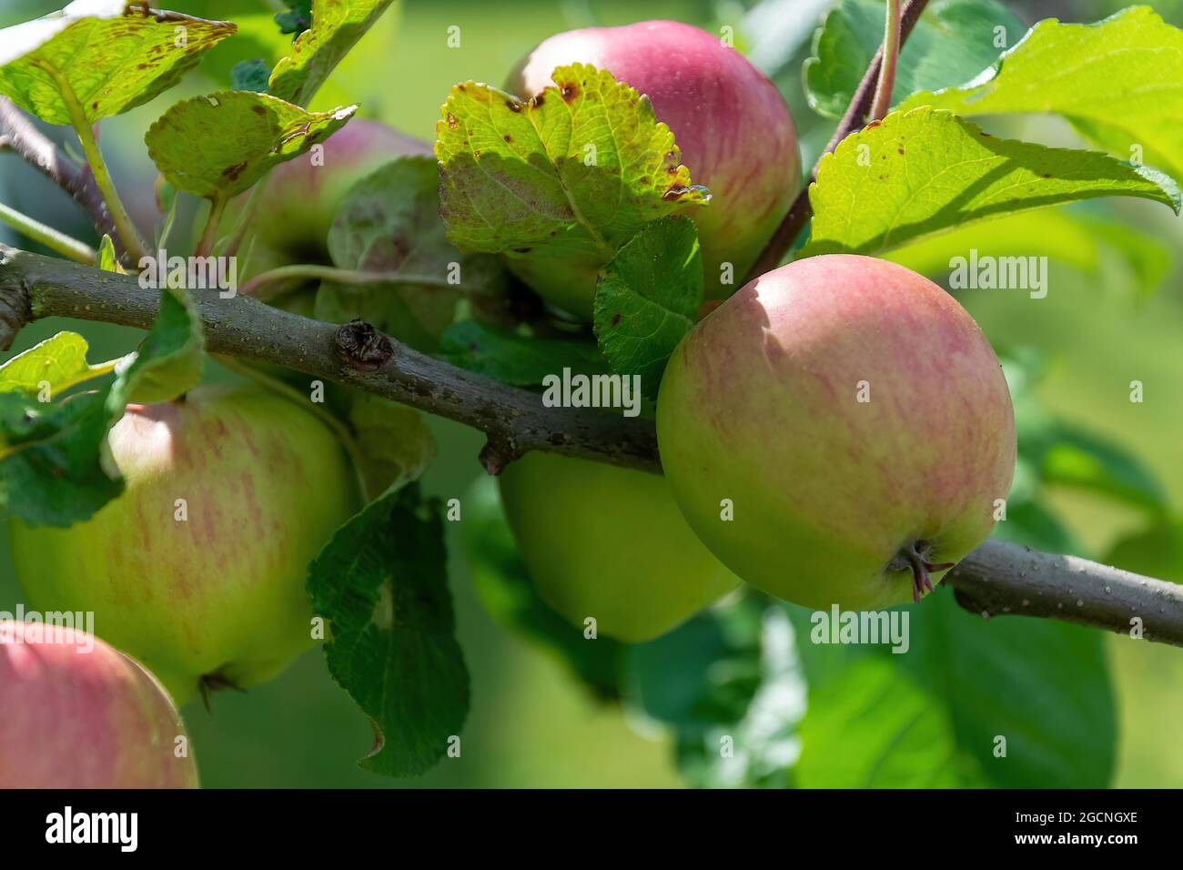 Closeup of an apple tree with fresh green and red apples under the ...
