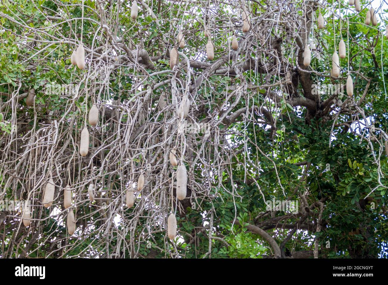 Fruits of Kigelia africana tree in Gibara village, Cuba Stock Photo - Alamy