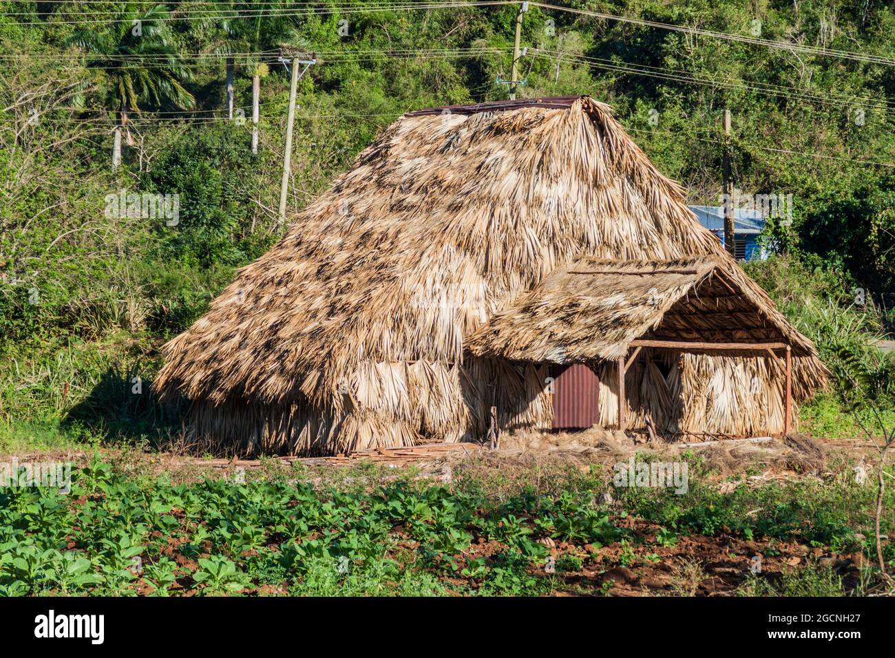Tobacco field drying house hi-res stock photography and images - Alamy