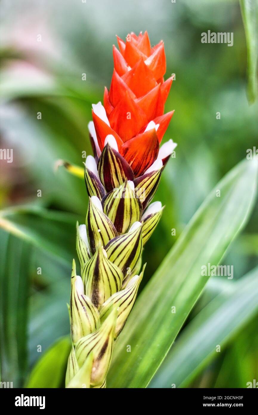 Guzmania monostachia red flower is an epiphytic species that grows in ...