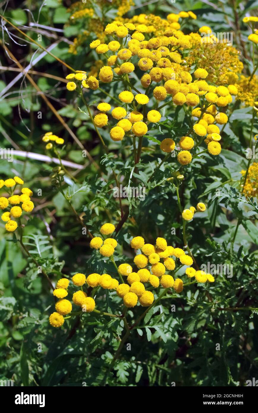 Tansy, bitter buttons, cow bitter, or golden buttons, Rainfarn ...