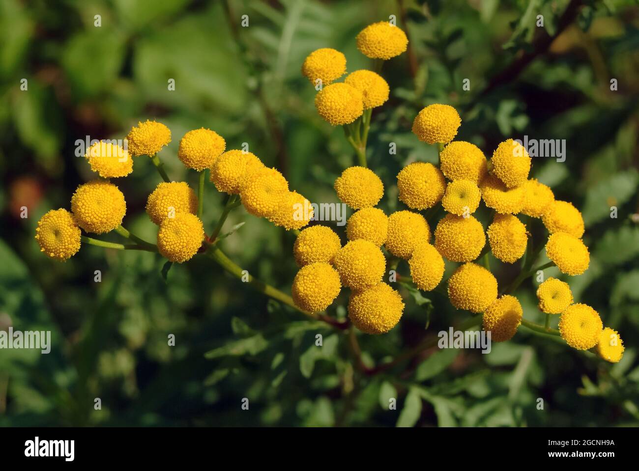 Tansy, bitter buttons, cow bitter, or golden buttons, Rainfarn ...