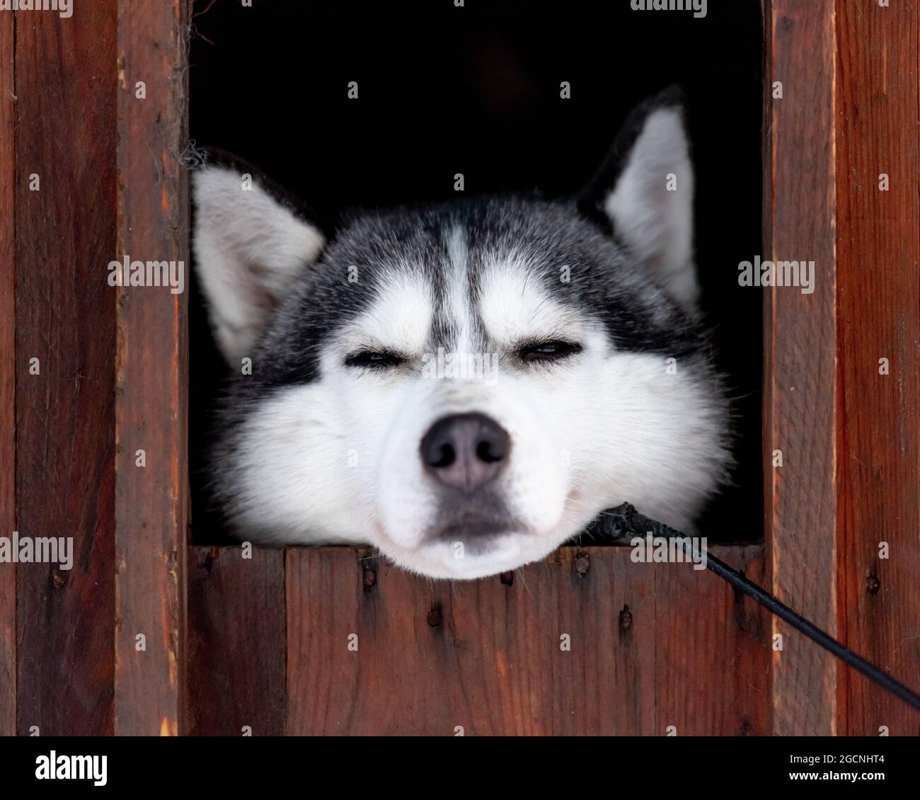 Siberian husky inside a wooden dog house in Lapland, Finland Stock ...