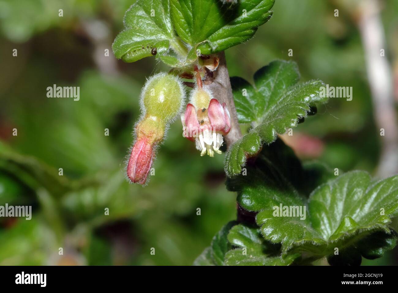 Grossulariaceae gooseberry plants hi-res stock photography and images ...