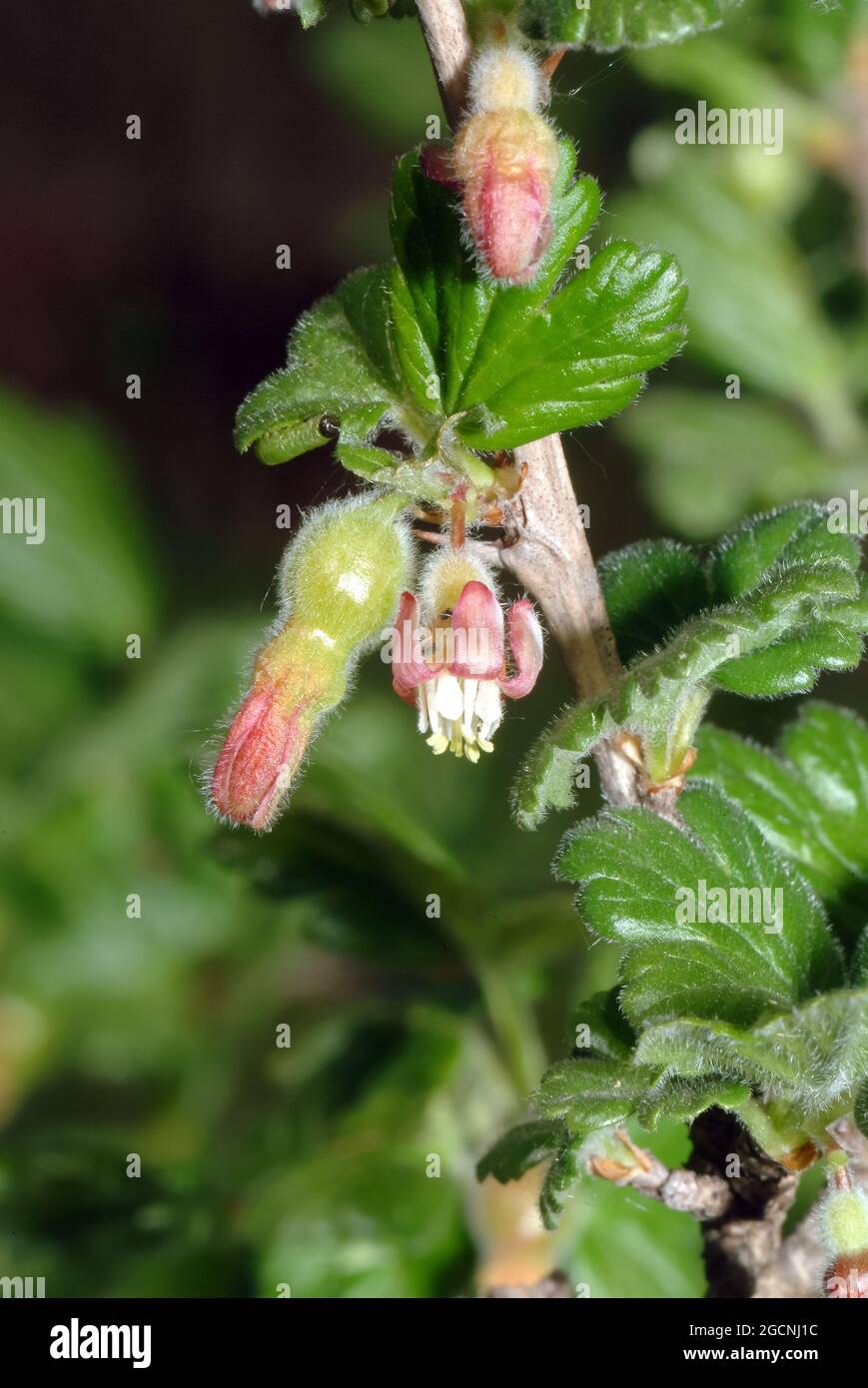 Grossulariaceae gooseberry plants hi-res stock photography and images ...