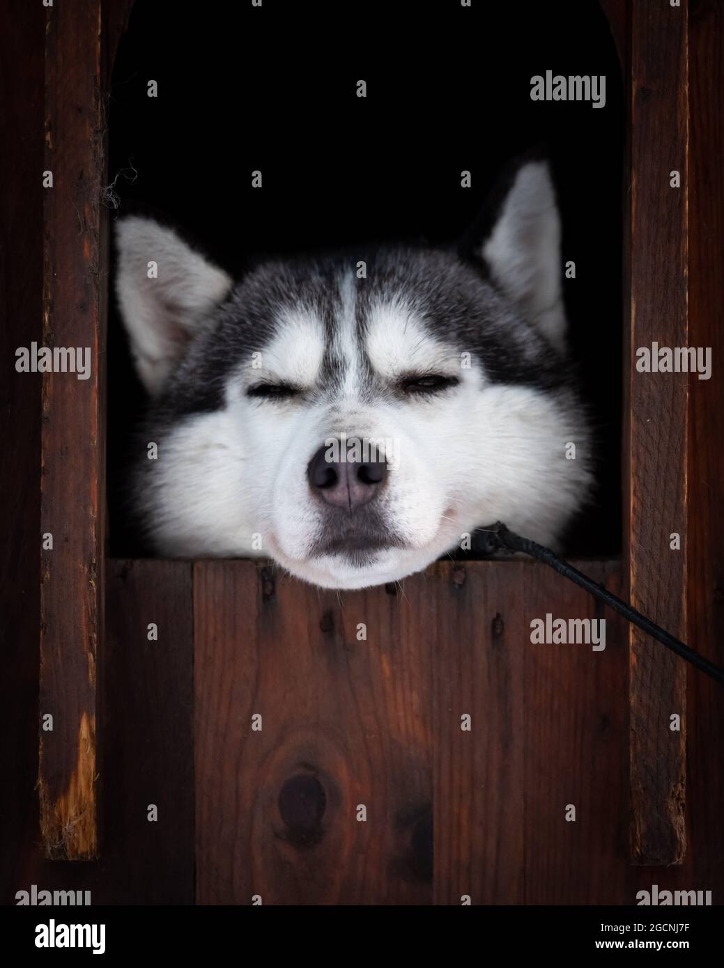 Siberian husky inside a wooden dog house in Lapland, Finland Stock ...
