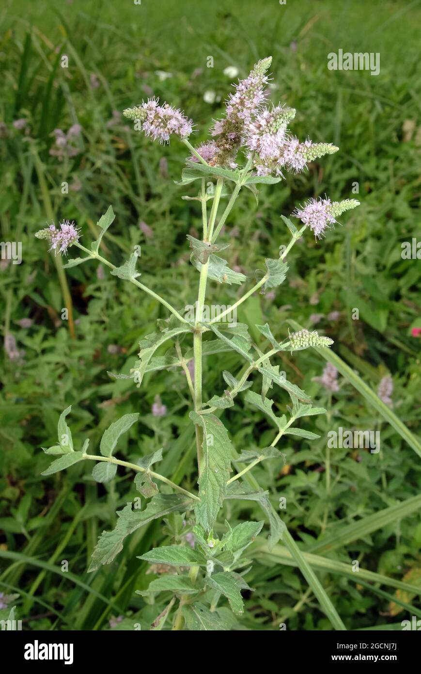 horse mint, Rossminze, Mentha longifolia, lómenta, Hungary ...