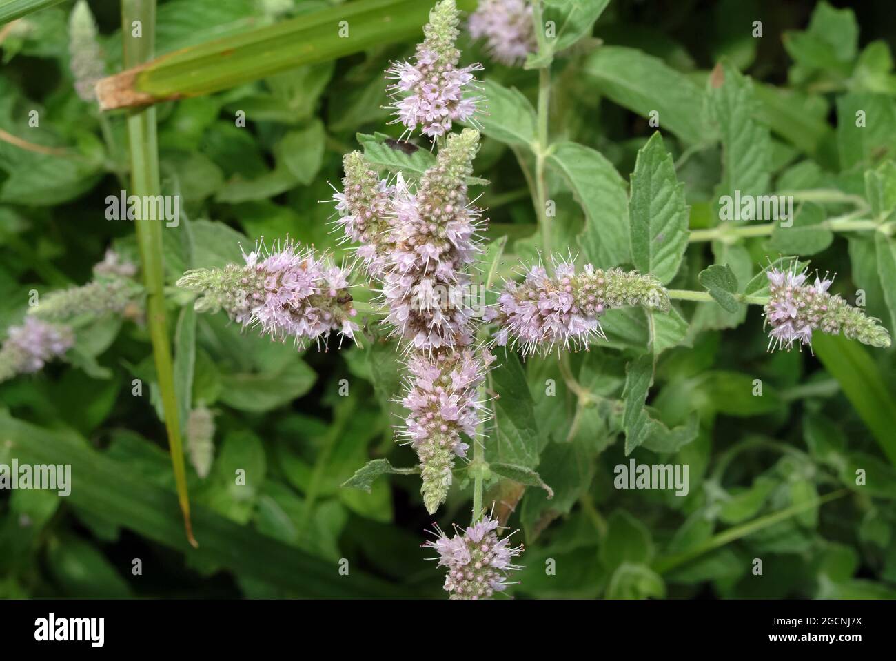 horse mint, Rossminze, Mentha longifolia, lómenta, Hungary ...