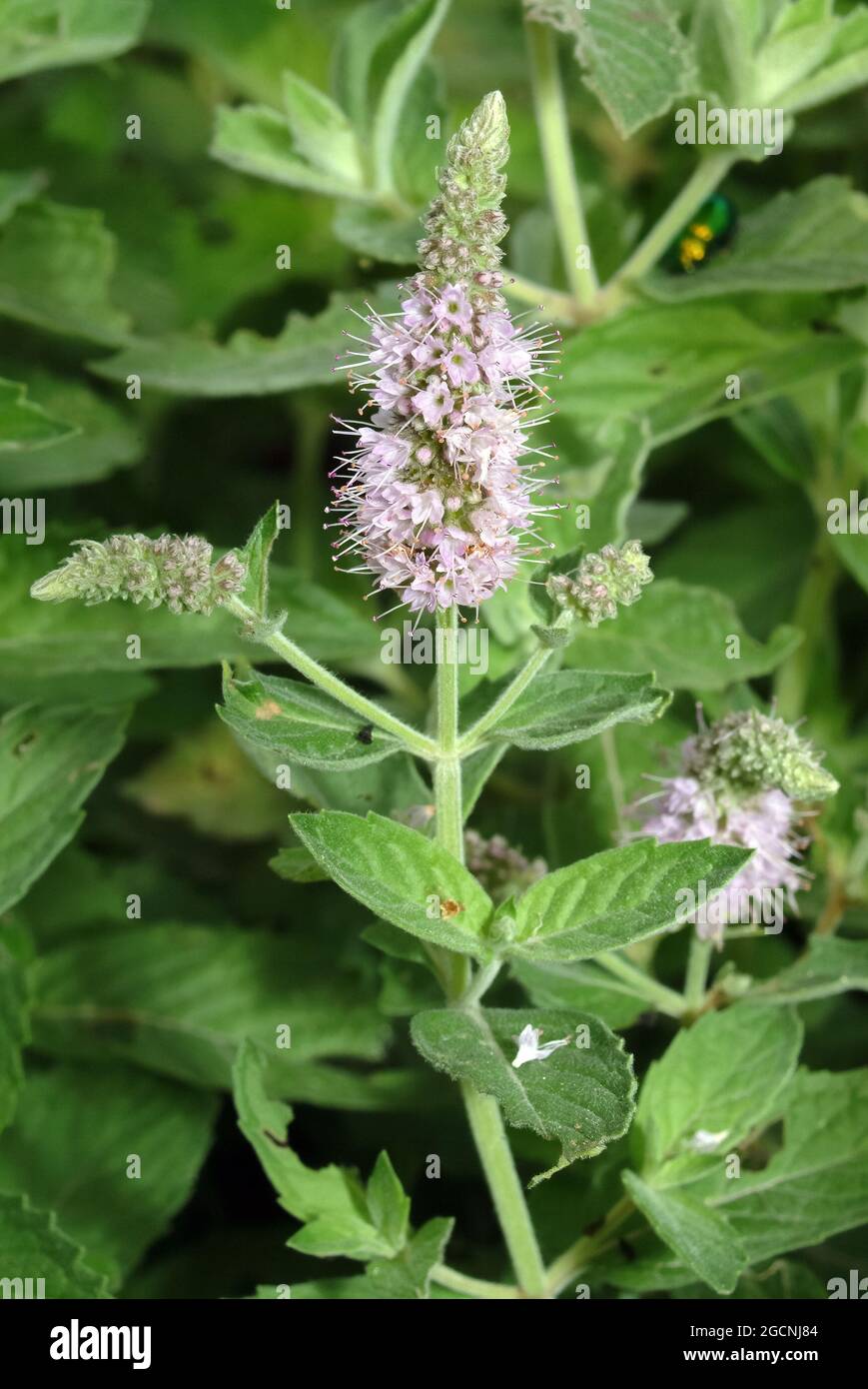 horse mint, Rossminze, Mentha longifolia, lómenta, Hungary ...