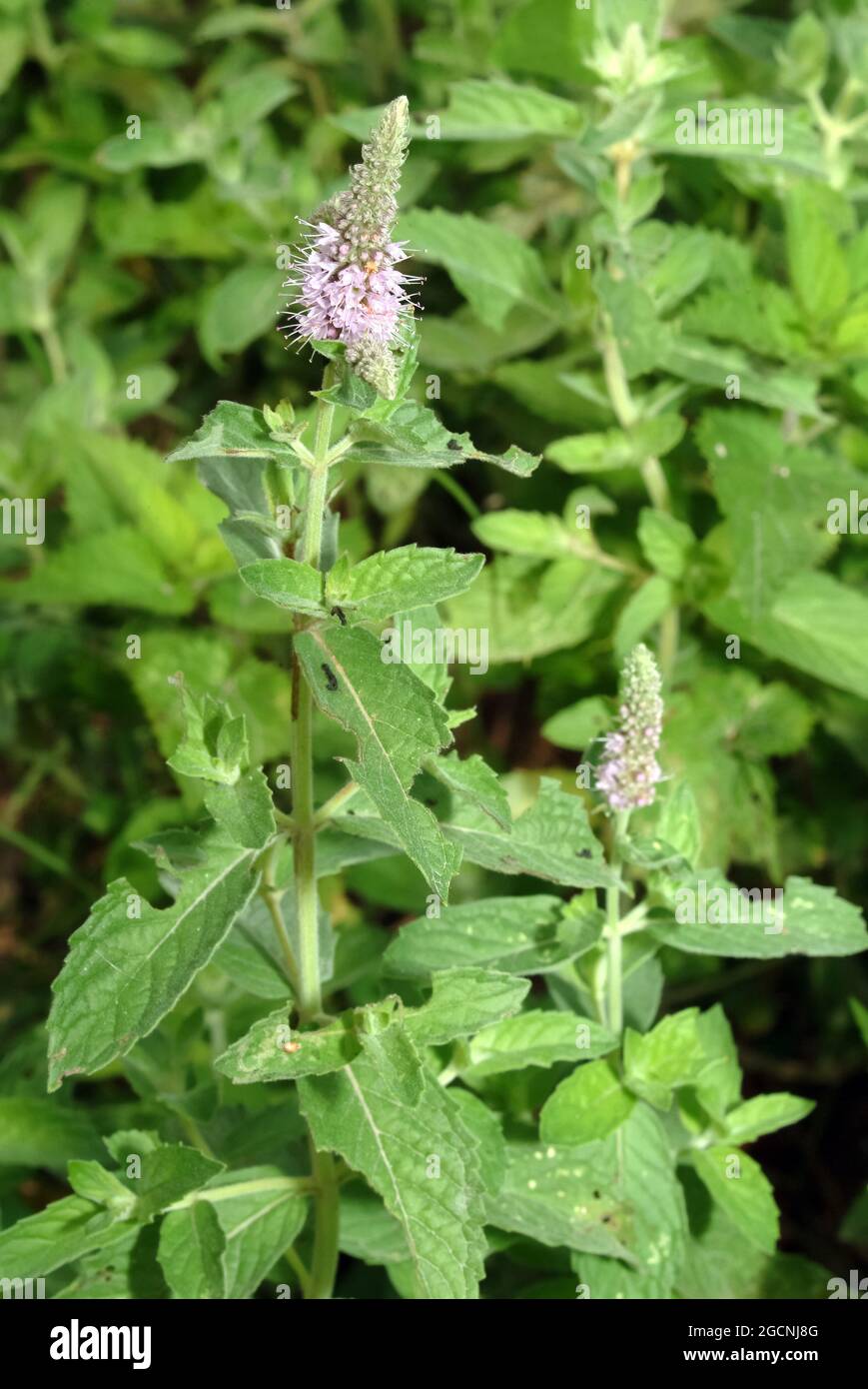 horse mint, Rossminze, Mentha longifolia, lómenta, Hungary ...