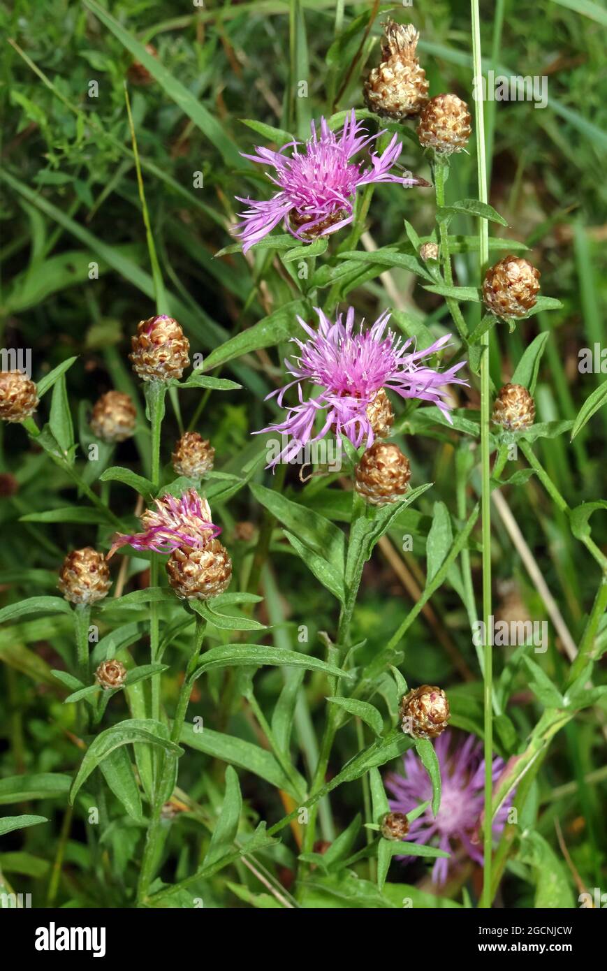 brown knapweed, brownray knapweed, Wiesen-Flockenblume, Centaurea jacea ...