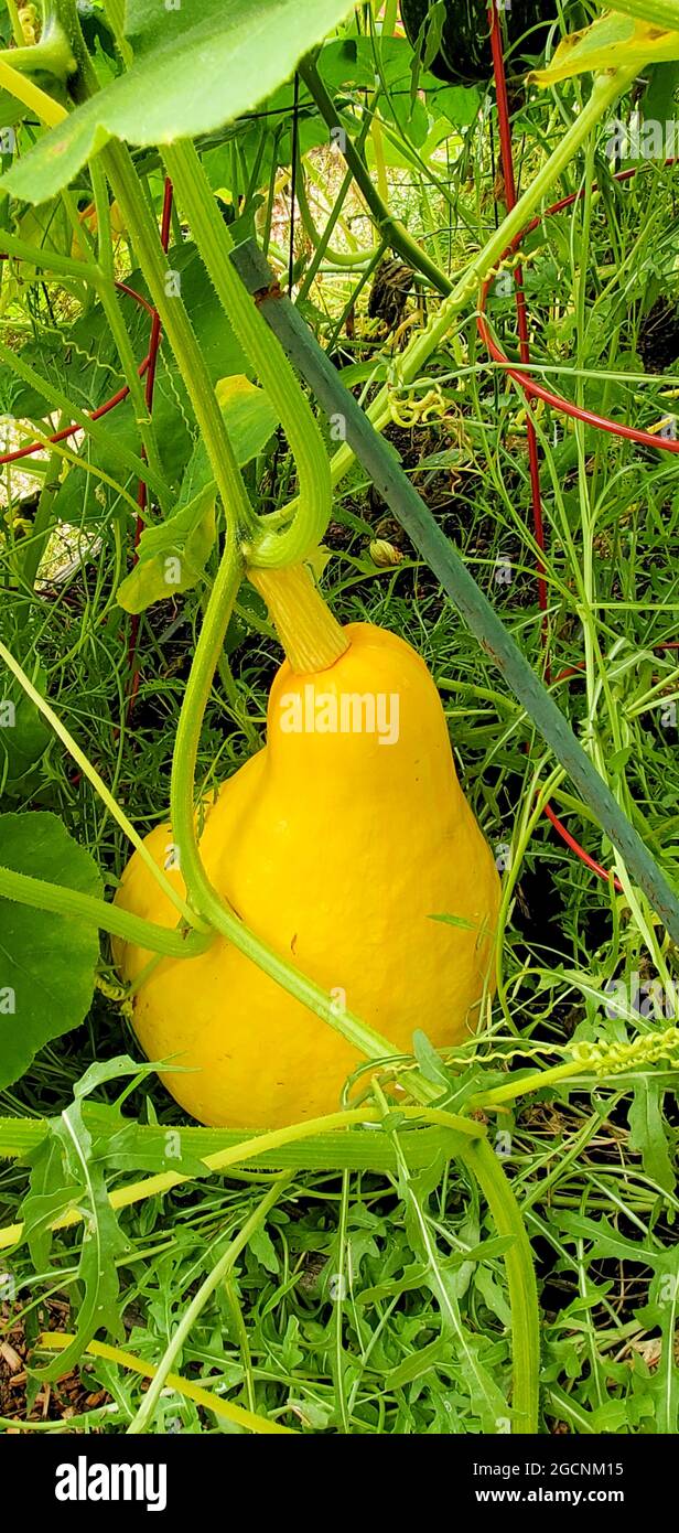 Huge yellow, summer squash gourd growing in organic garden Stock Photo ...