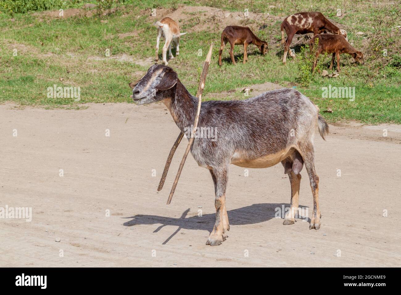 Herd of goats in El Cobre village, Cuba Stock Photo - Alamy