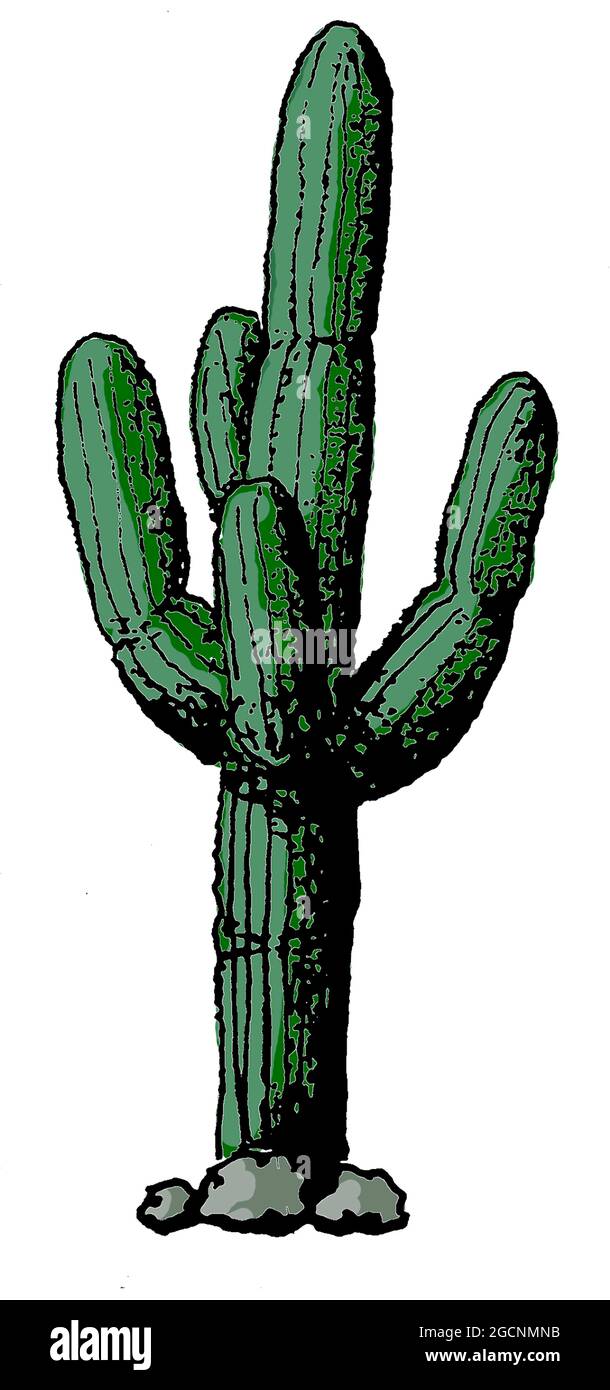Native cactus Cut Out Stock Images & Pictures - Alamy