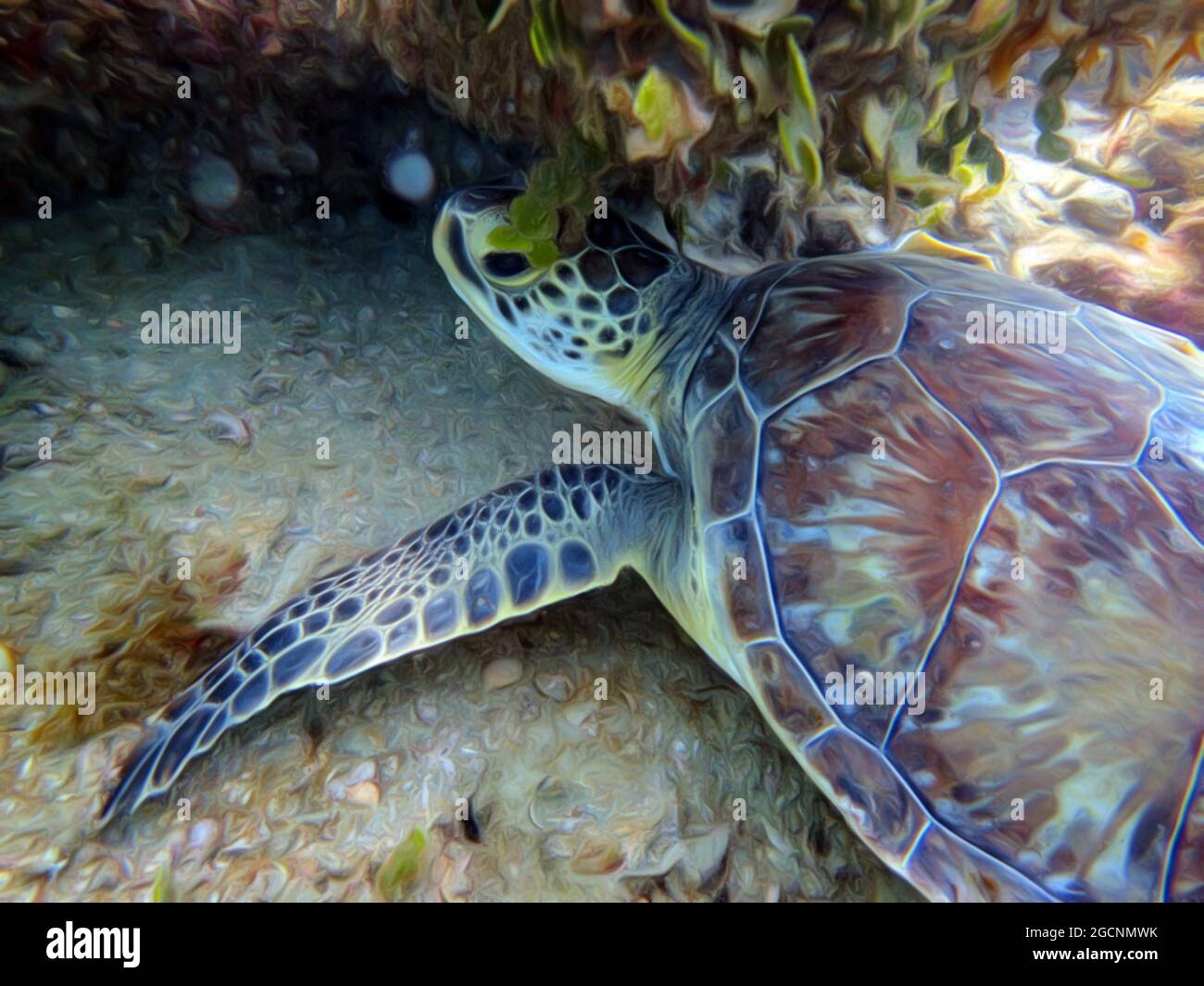 Illustration of a sea turtle underwater Stock Photo - Alamy