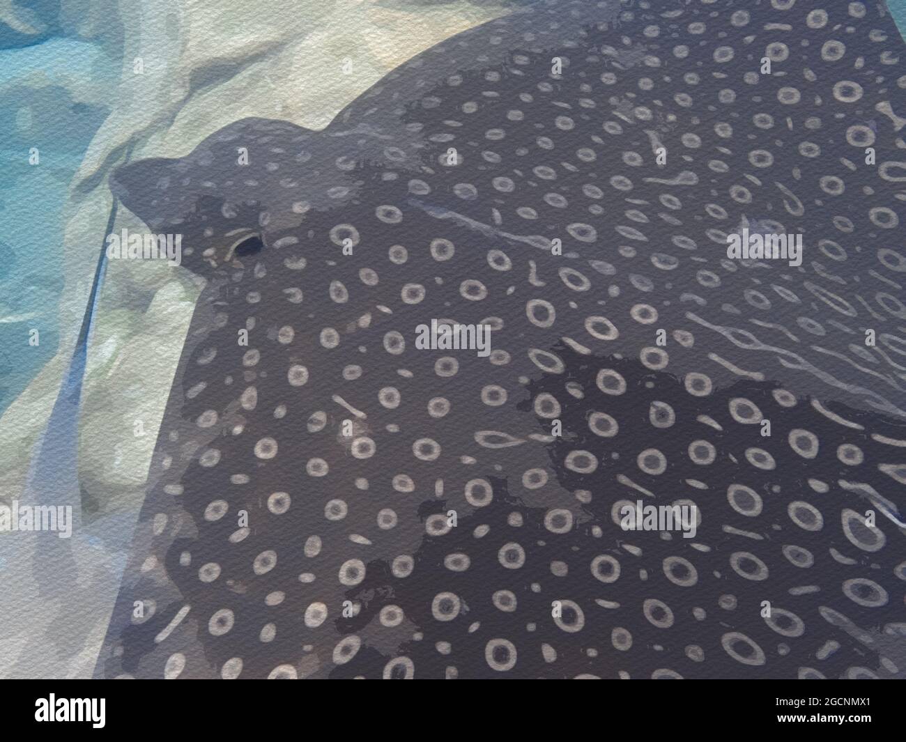 Ray Fish Face High Resolution Stock Photography and Images - Alamy