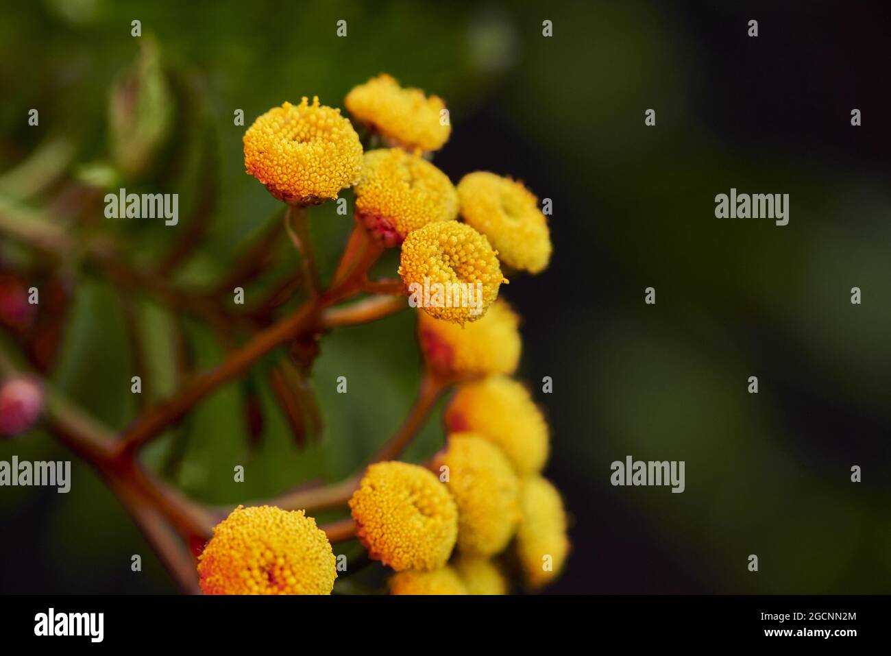 yellow Tansy - golden buttons- Tanacetum vulgare Stock Photo - Alamy