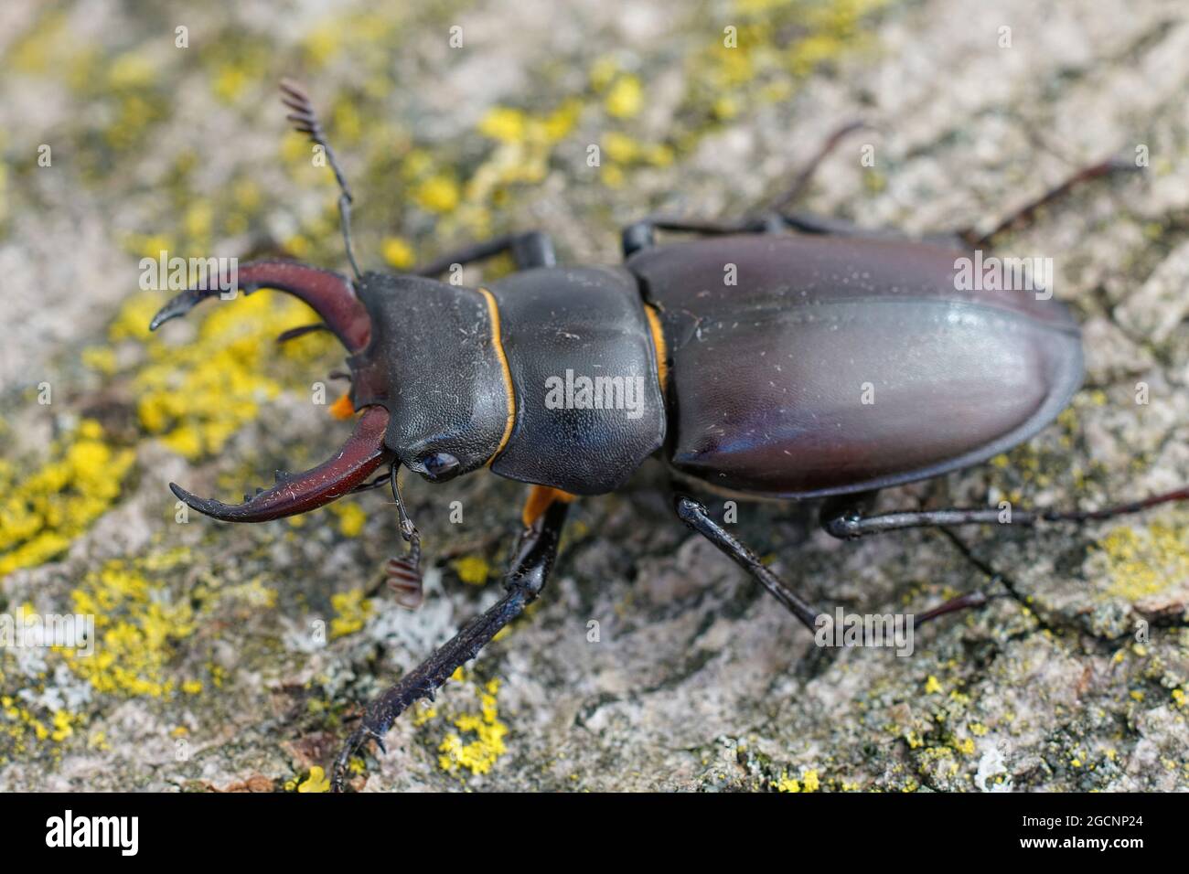 Closeup of a male of the EUropean stag beetle, Lucanus servus, o Stock ...