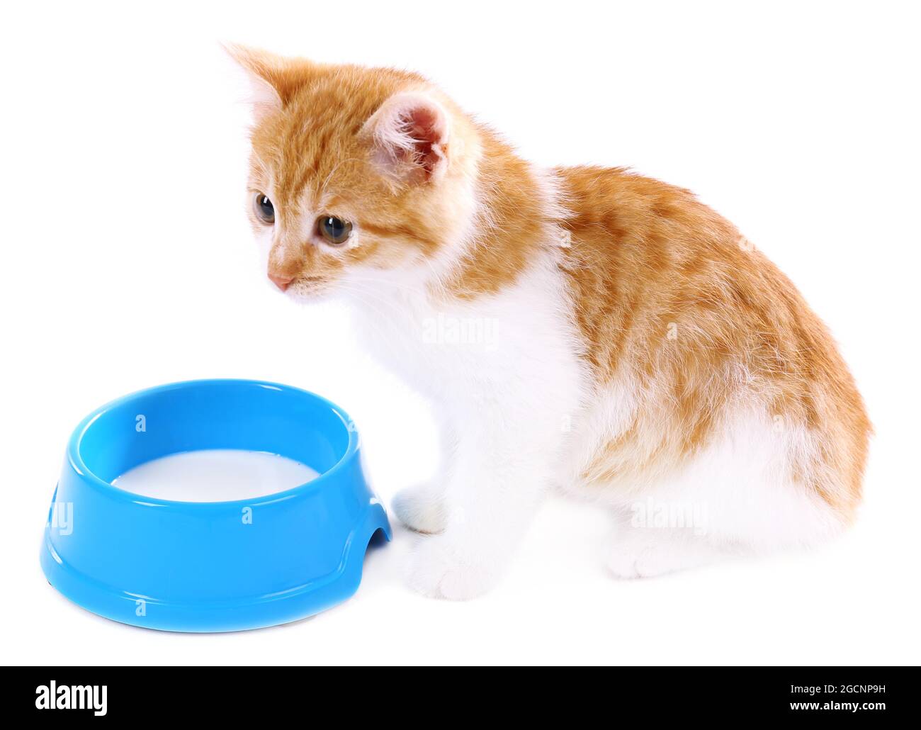 Little kitten drinks milk isolated on white Stock Photo - Alamy