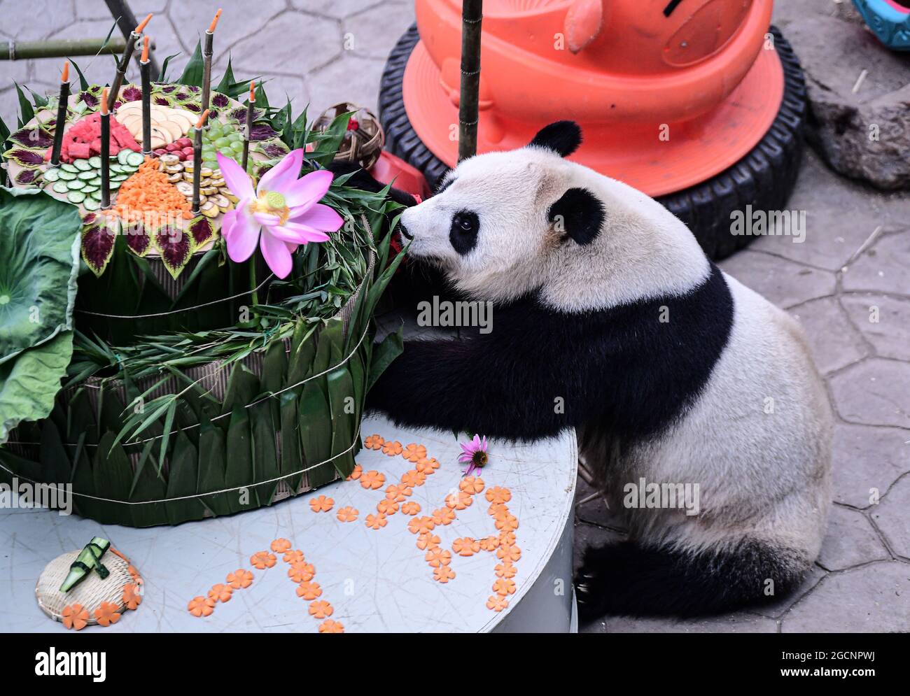 Panda Bing Hua east a birthday cake at the Shenyang Forest Zoo in ...