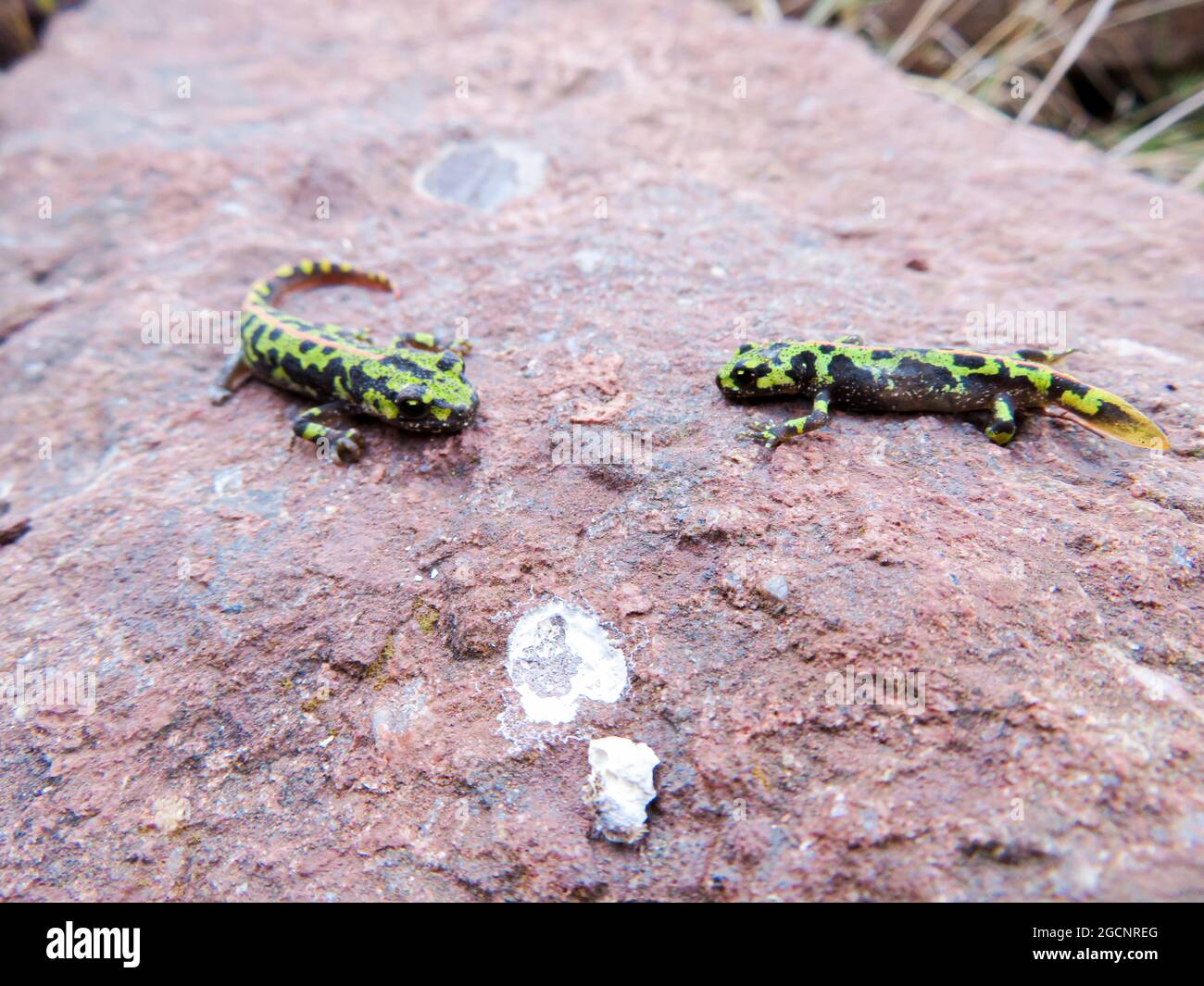 Triton triton marmoratus hi-res stock photography and images - Alamy