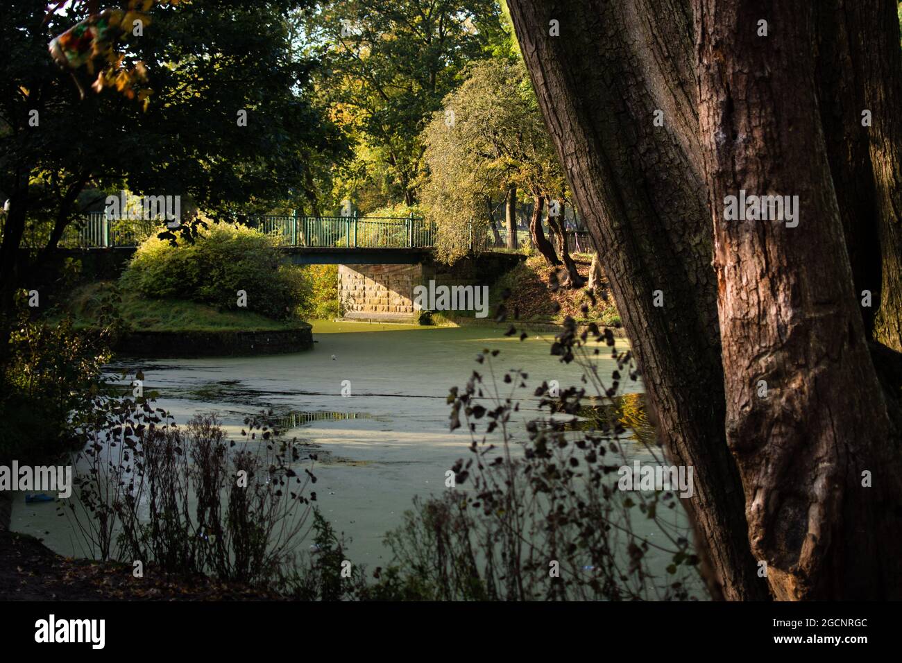 Bridge over a lake in summer Stock Photo - Alamy