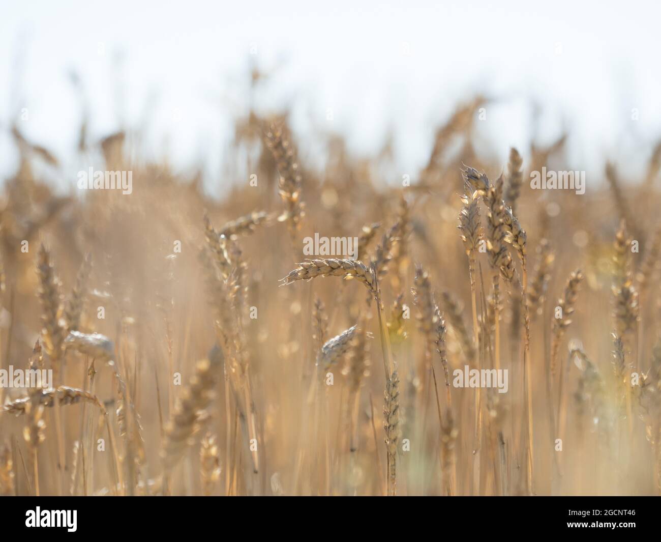 Slow motion wheat field wind hi-res stock photography and images - Alamy