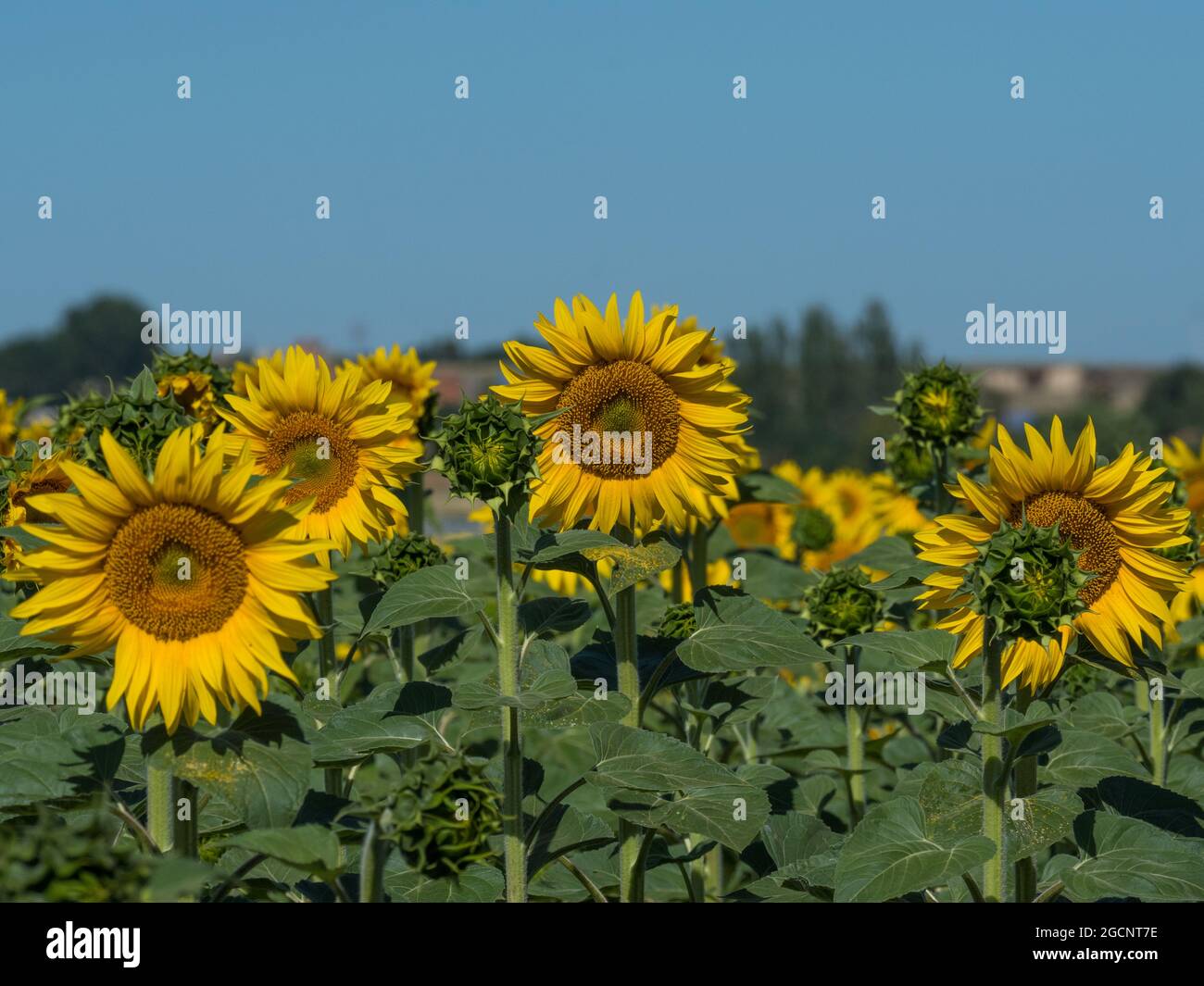 very large sunflowers next to small sunflowers looking at the sun in ...