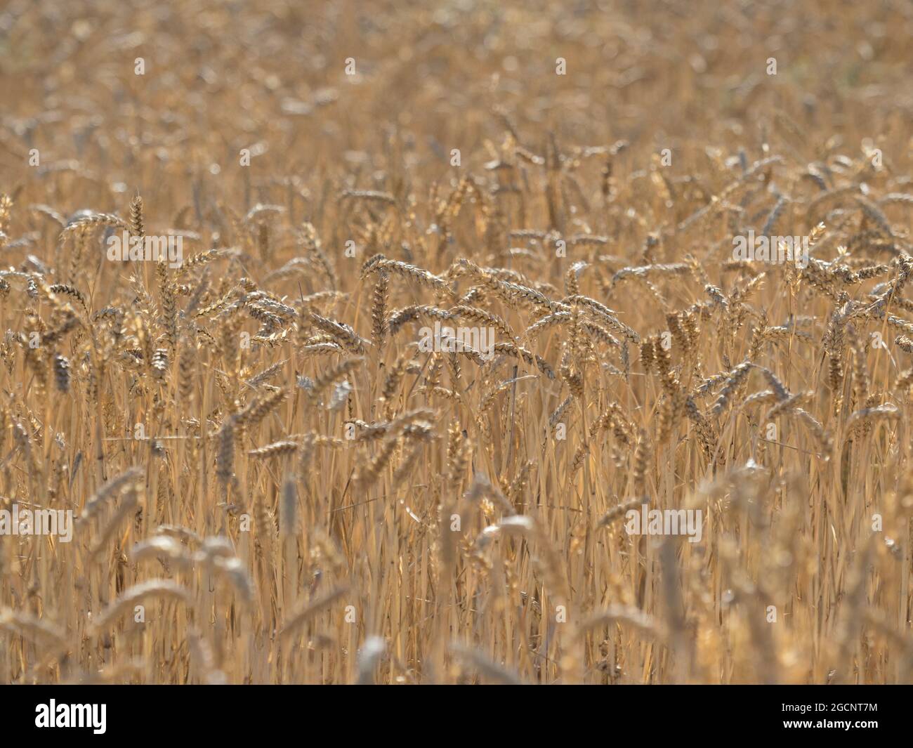 large wheat field, organic food concept, responsible consumption Stock ...