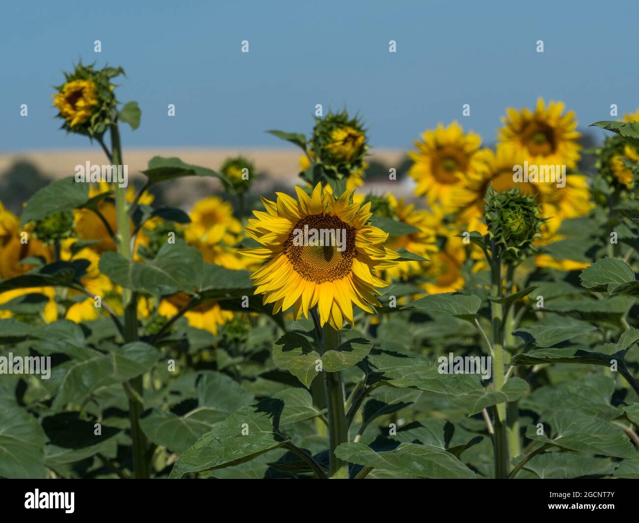 different sunflowers in different sizes Stock Photo - Alamy