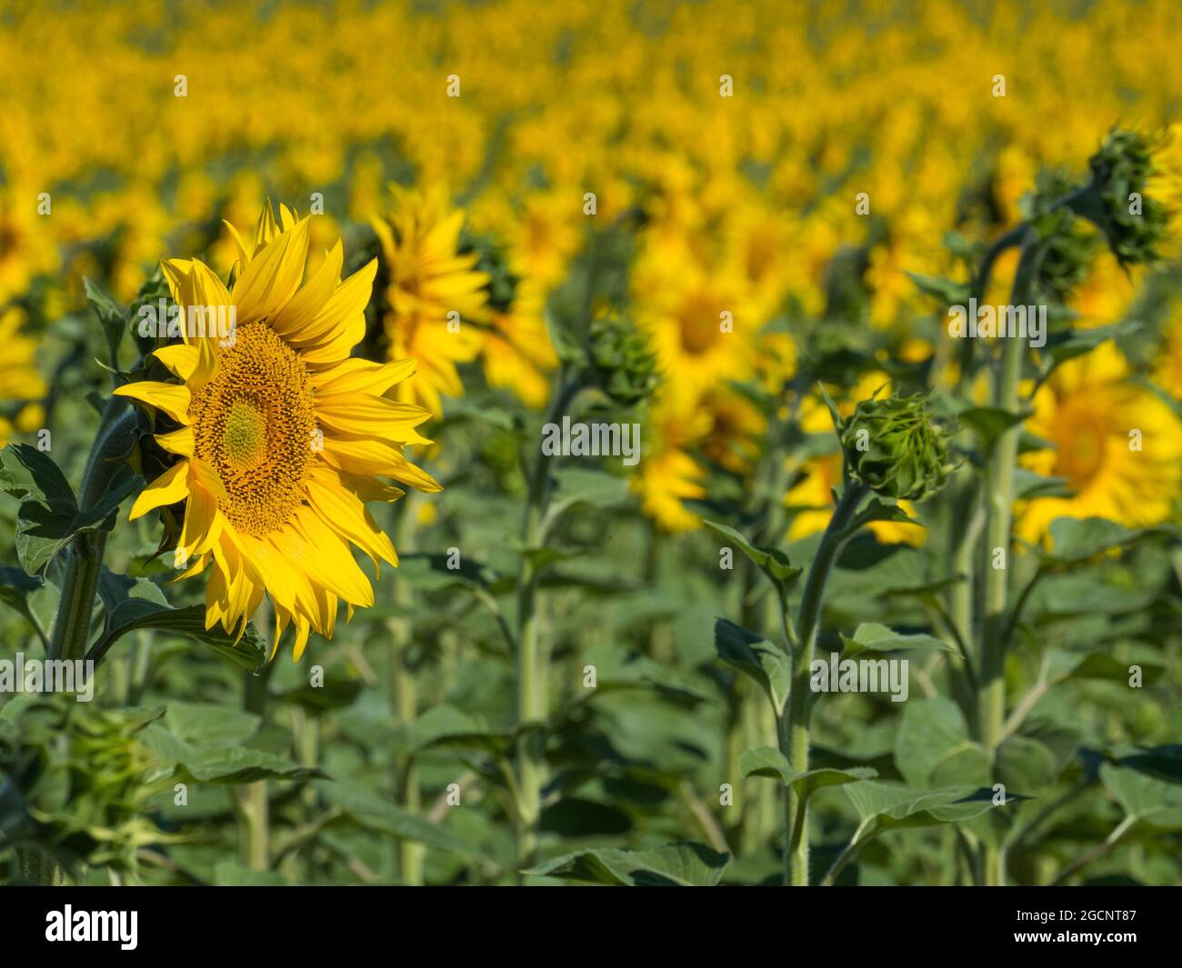 concept of all together, we can, looking in the same direction Stock ...